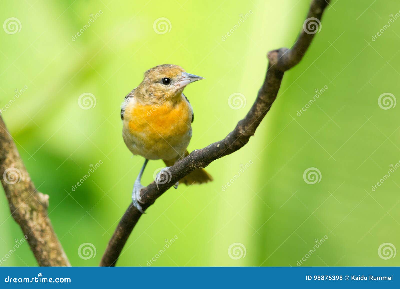 Icterus galbula stock photo. Image of yellow, baltimore - 98876398