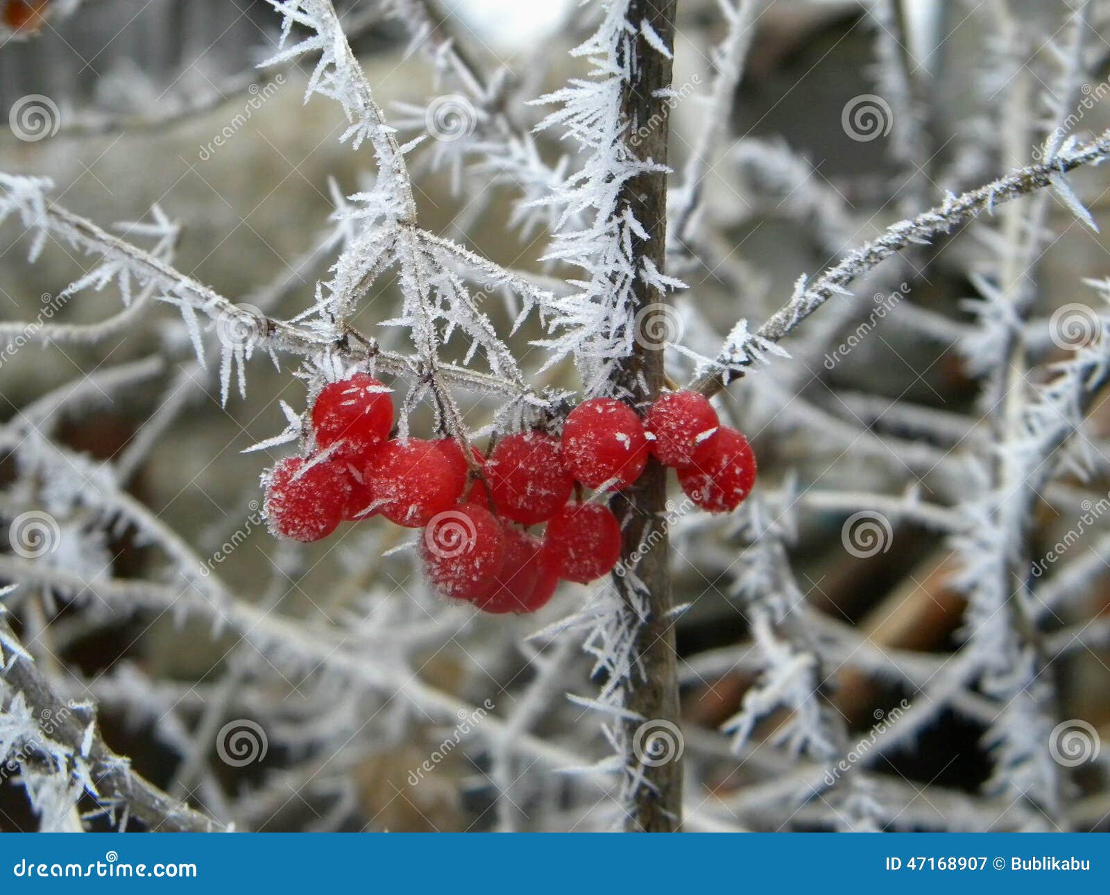 Icy berries stock image. Image of viburnum, grey, line - 47168907