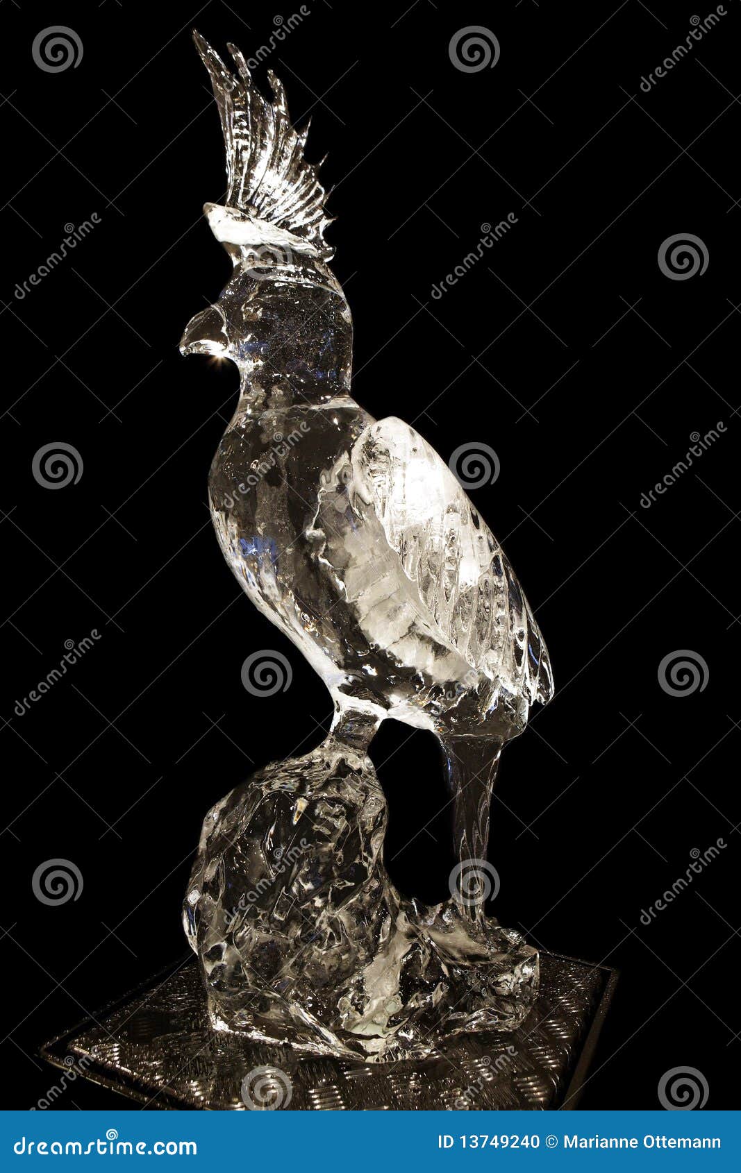 Icy bird stock photo. Image of black, studio, bird, eagle - 13749240