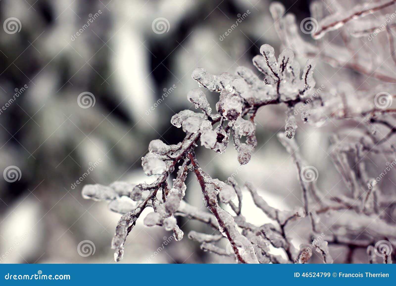 Icy branch stock image. Image of forest, frost, season - 46524799