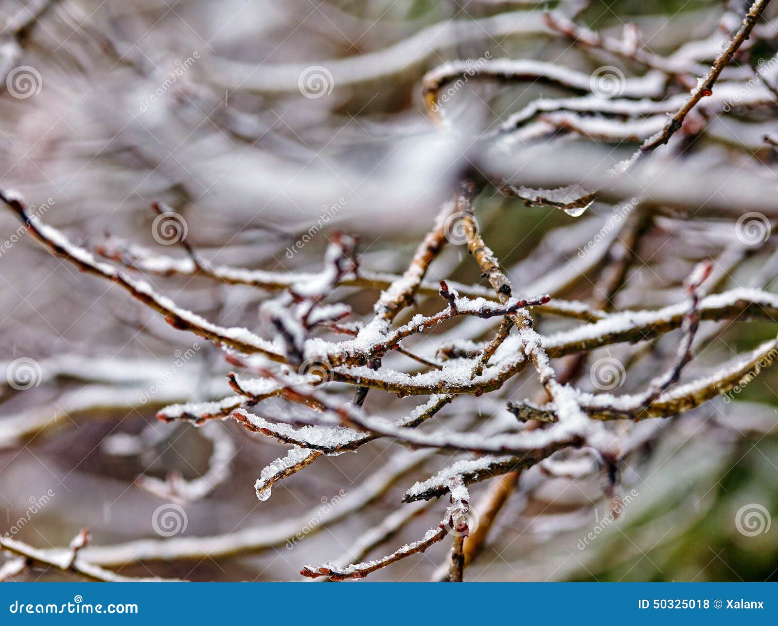 Icy Branch on Forest Background Stock Photo - Image of selective, tree ...