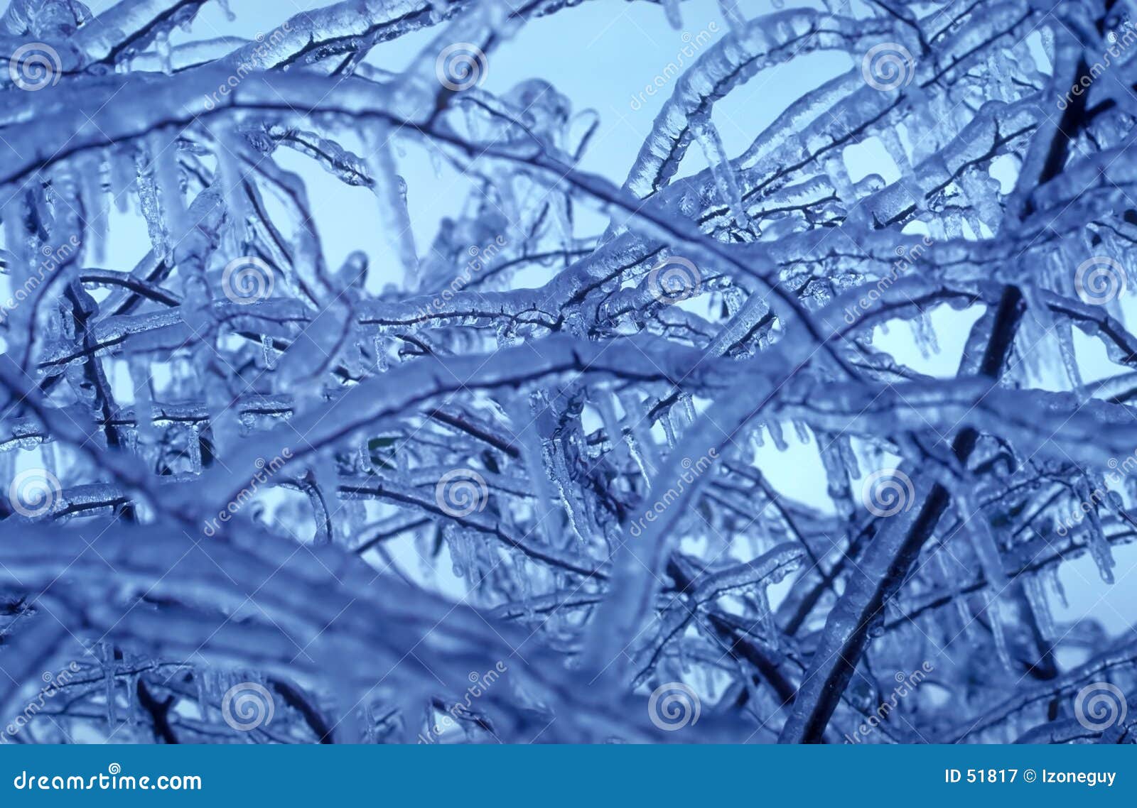 Icy Branches stock image. Image of freeze, branch, bitter - 51817