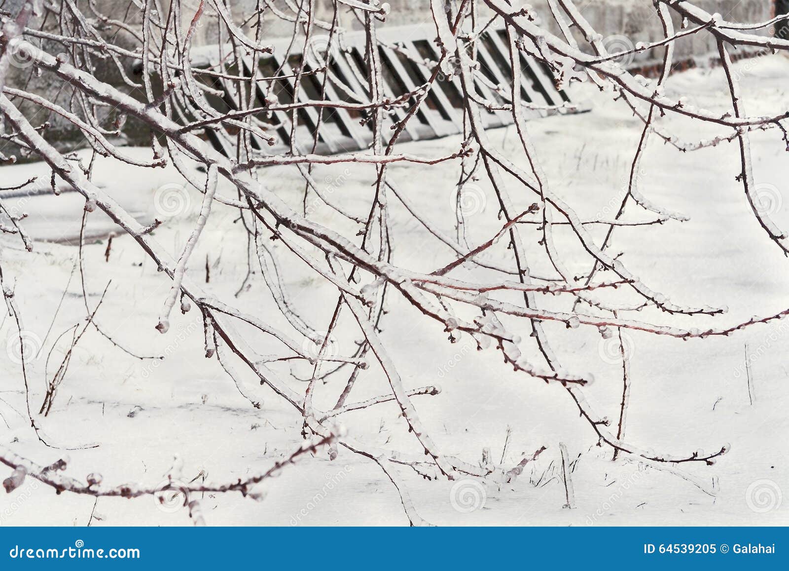 Icy Branches on a Background of a Winter Garden Stock Image - Image of ...