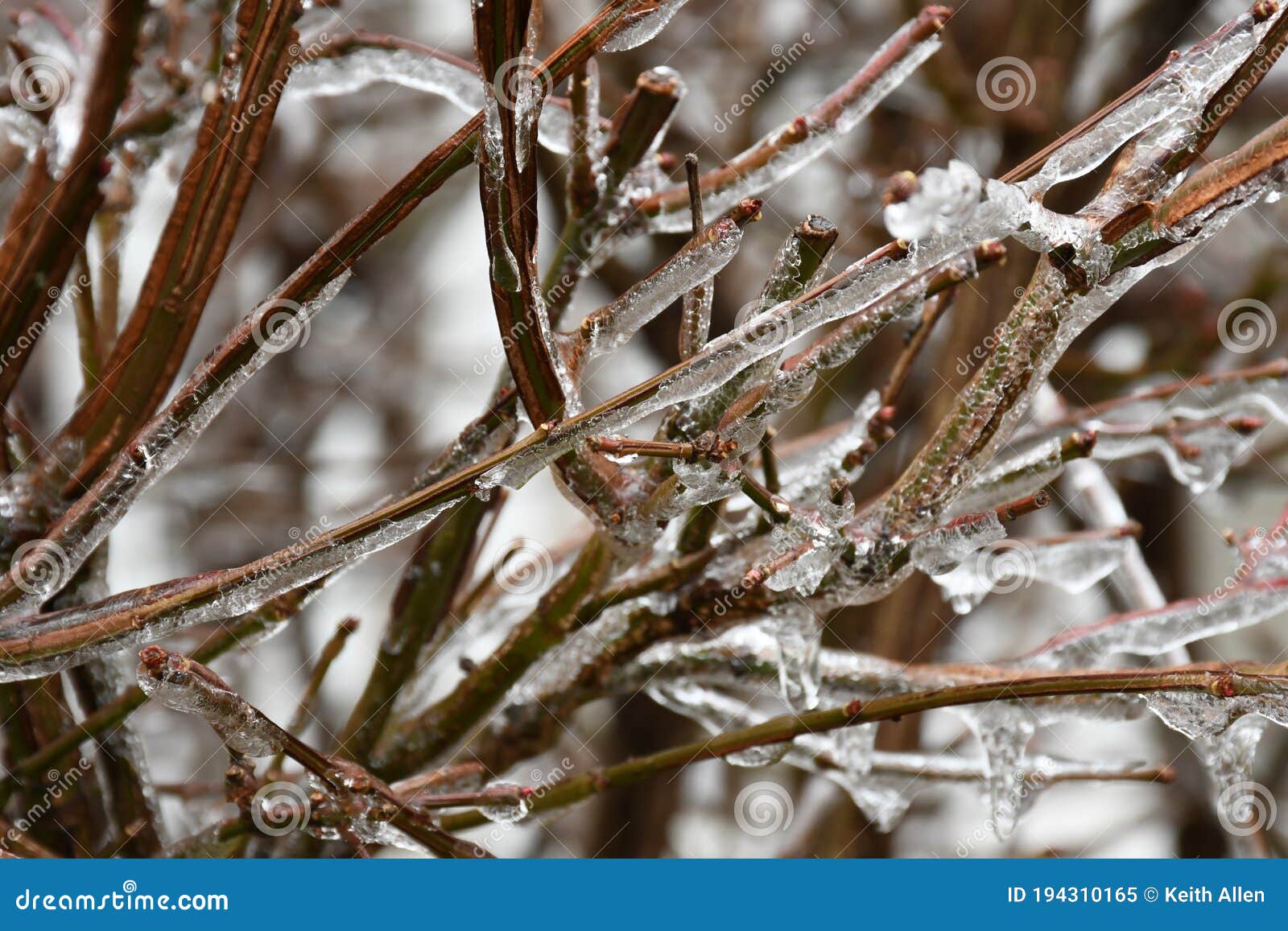 Icy Tree Branches in February Stock Image - Image of icicle, season ...