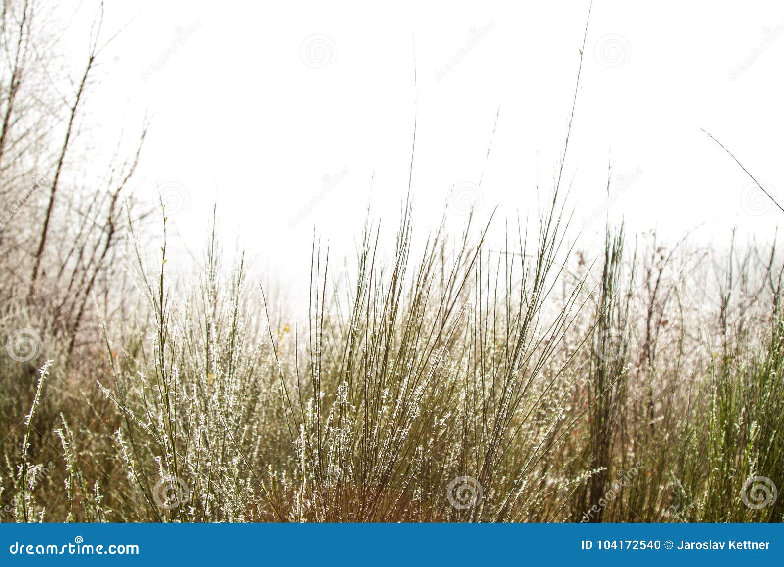 Icy branches forest shrub stock photo. Image of nature - 104172540