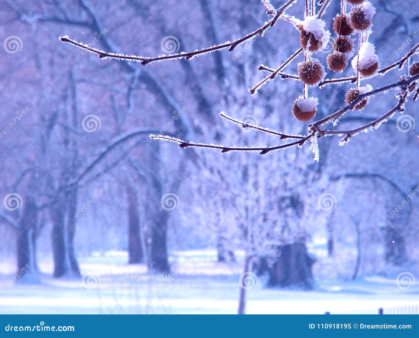 The icy forest stock image. Image of woods, weather - 110918195