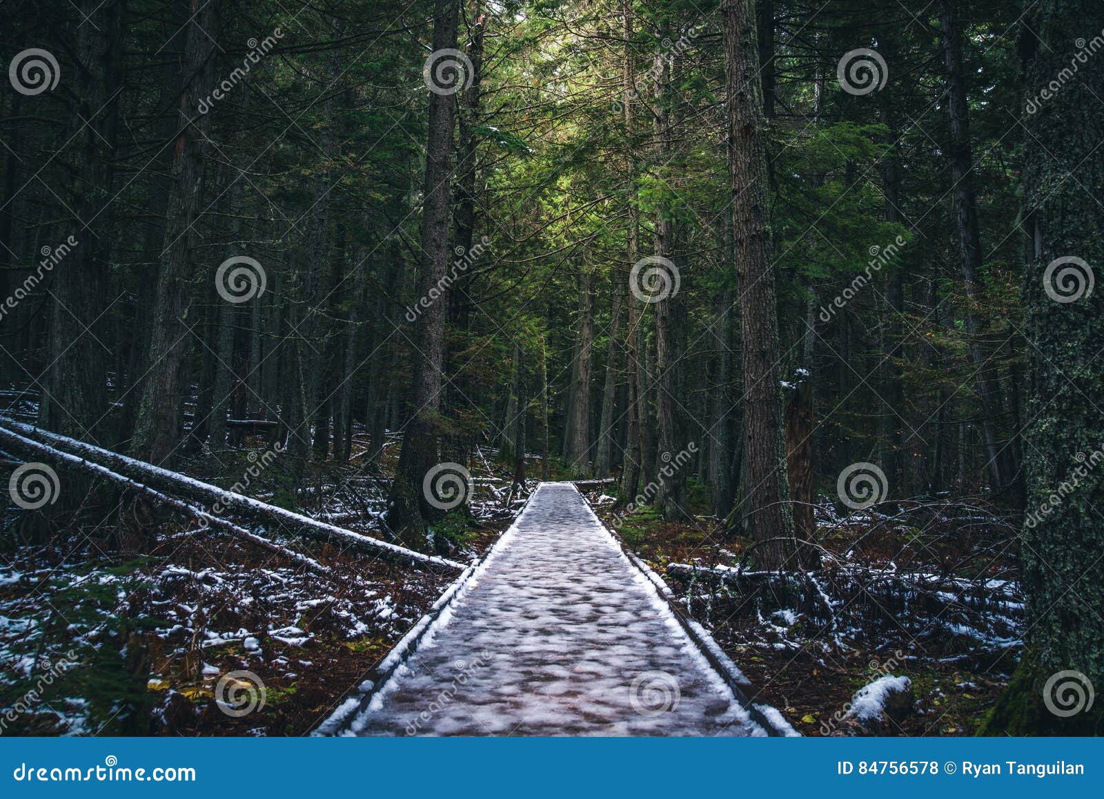 Icy forest path. stock photo. Image of blue, remote, scenic - 84756578