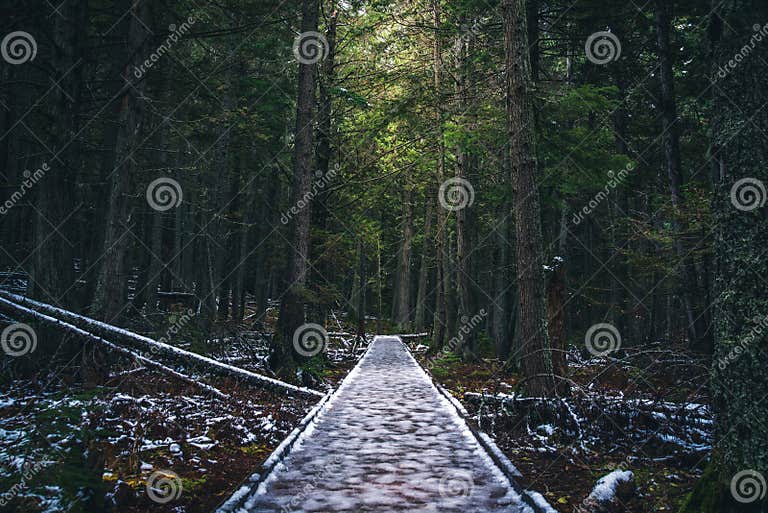 Icy forest path. stock photo. Image of blue, remote, scenic - 84756578