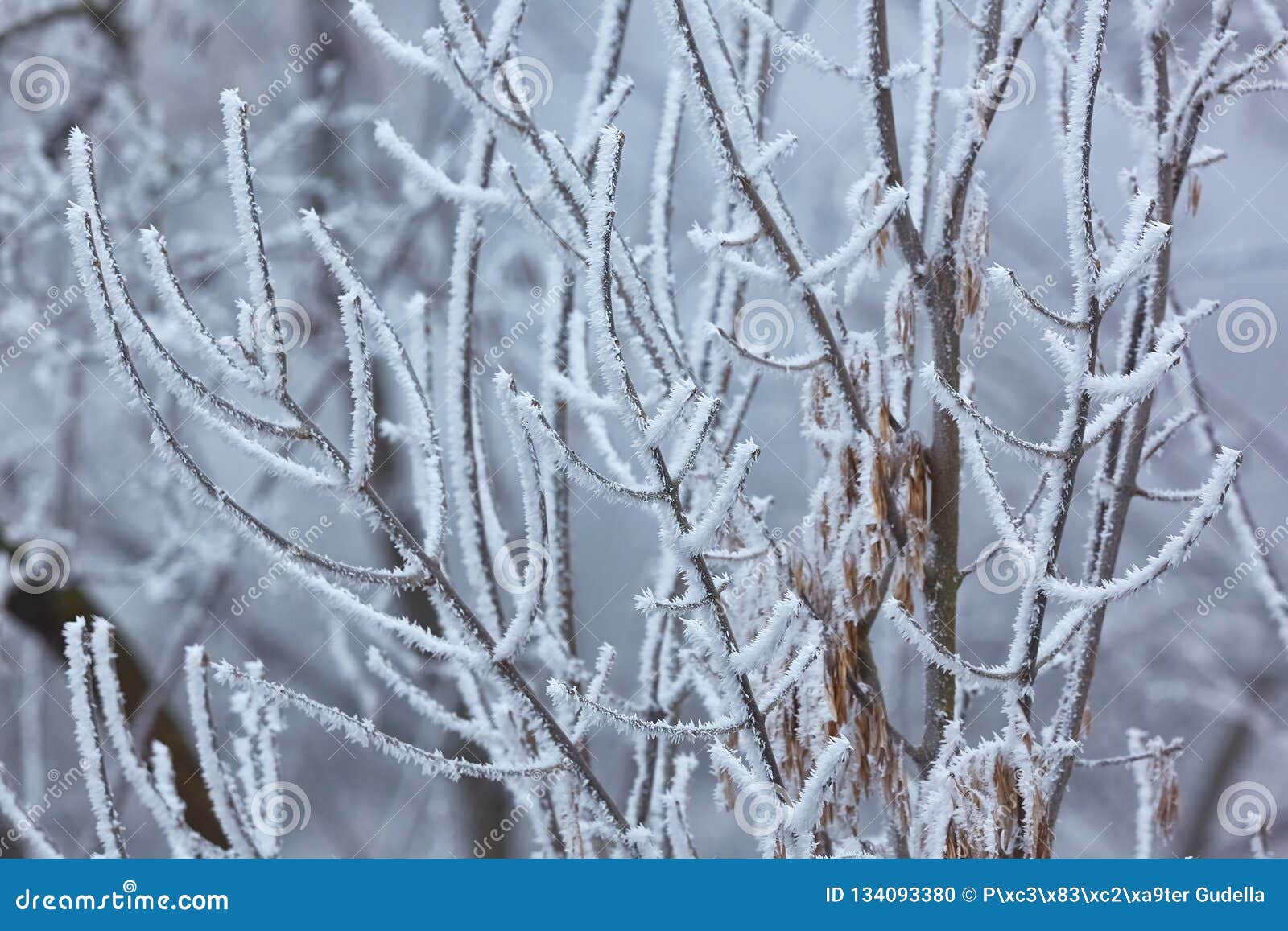 Icy Frosted Branches stock photo. Image of outdoor, bright - 134093380