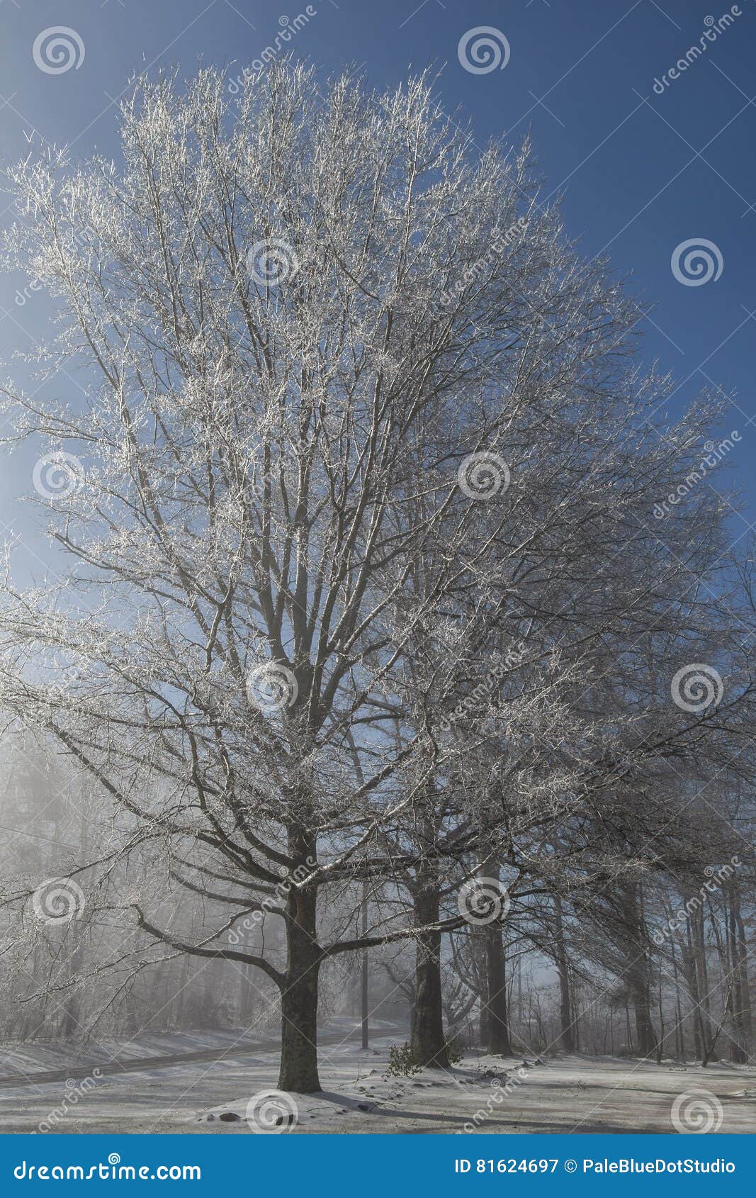 Icy Glow 4 stock image. Image of frozen, coated, blue - 81624697