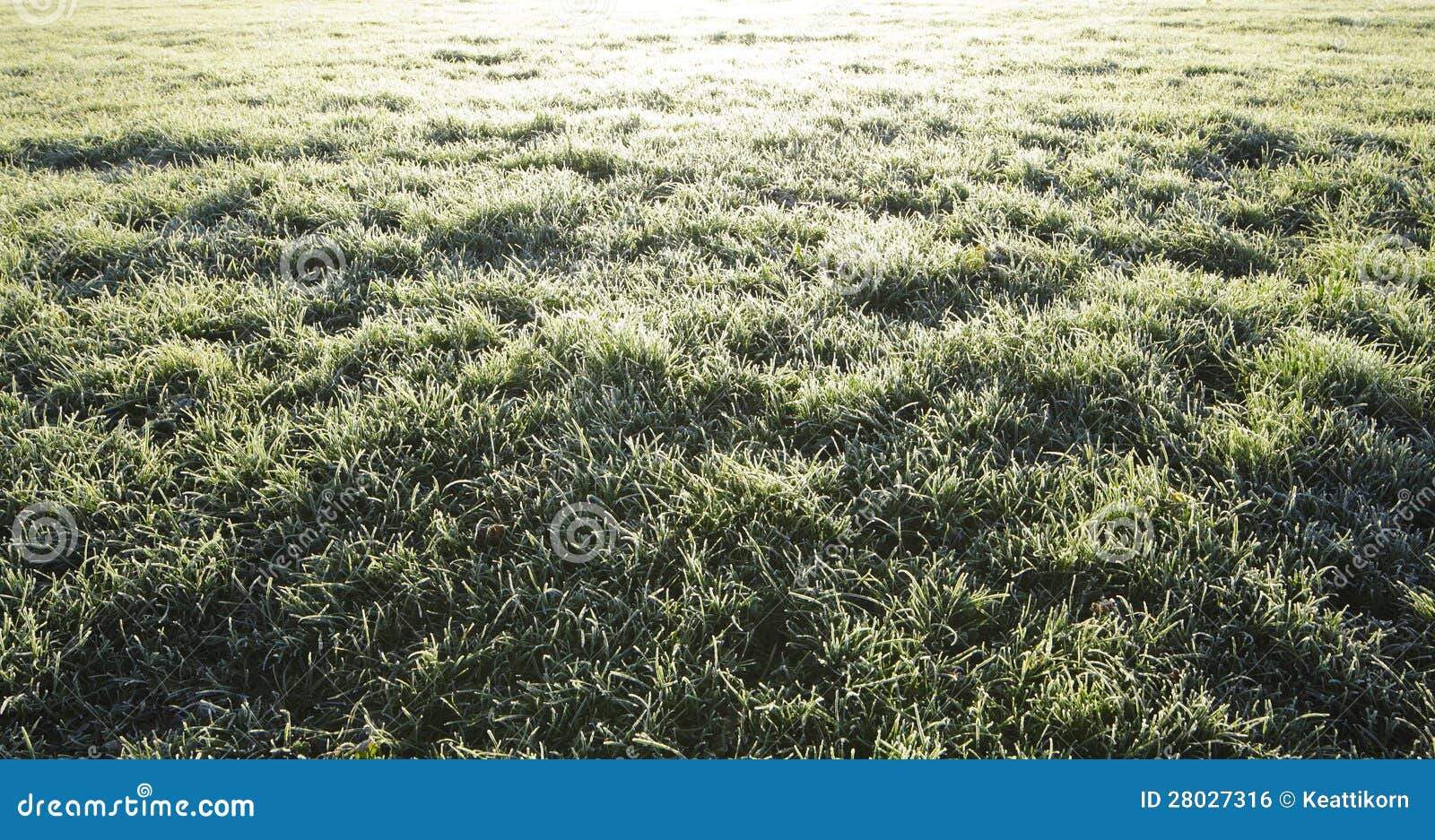 Icy grass stock photo. Image of beautiful, lawn, meadow - 28027316