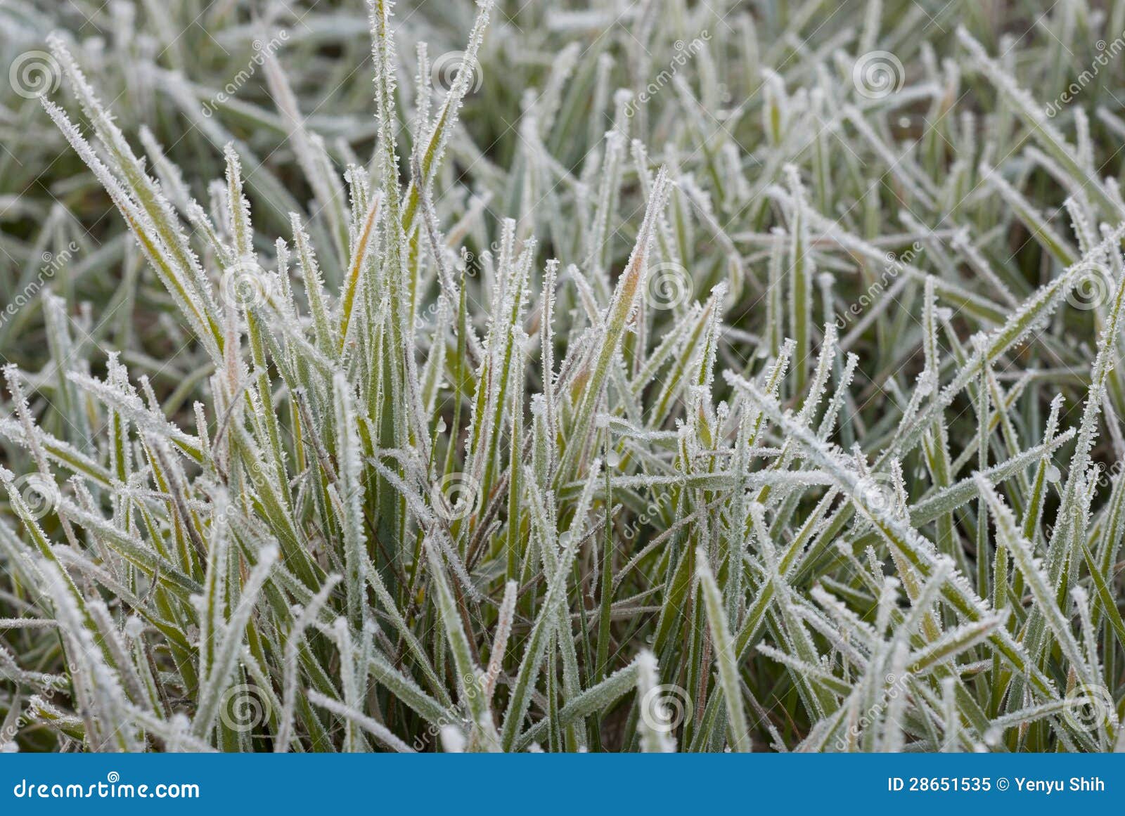 Icy grass stock image. Image of fall, freeze, cover, grass - 28651535