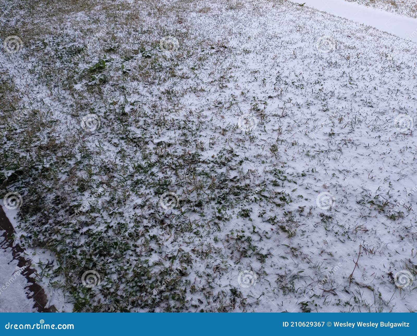 Icy grass in Houston stock image. Image of lawn, nature - 210629367