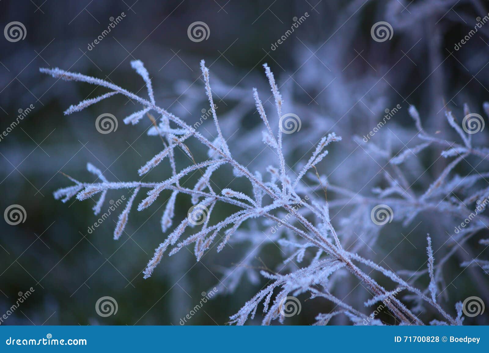 Icy grass stock photo. Image of grass, frost, cold, nature - 71700828