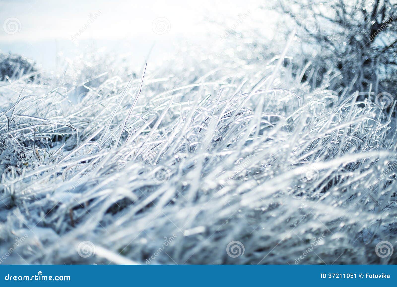 Icy grass stock image. Image of chill, natural, hoarfrost - 37211051