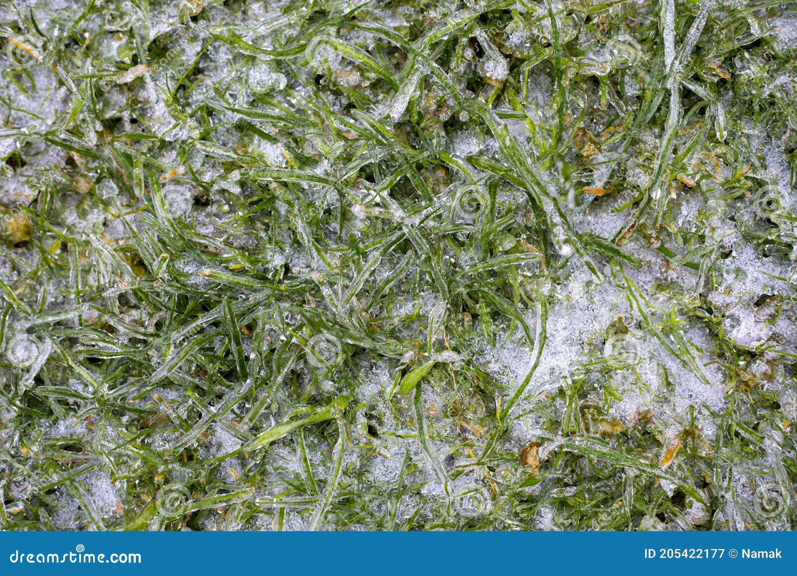 Icy Grass after Rain in the Garden, Natural Background Stock Image ...