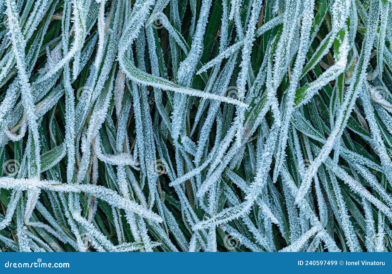 Icy Grass on a Very Cold Winter Morning Stock Image - Image of ...