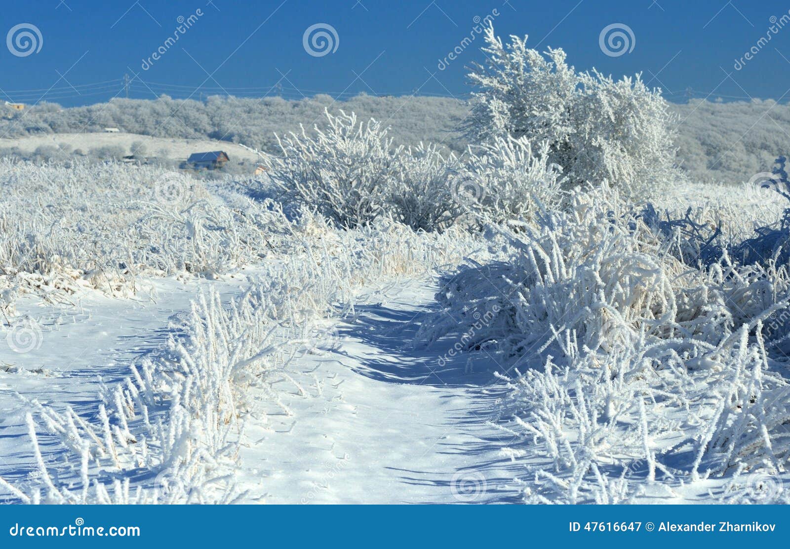 Icy landscape stock image. Image of blue, branch, colorful - 47616647