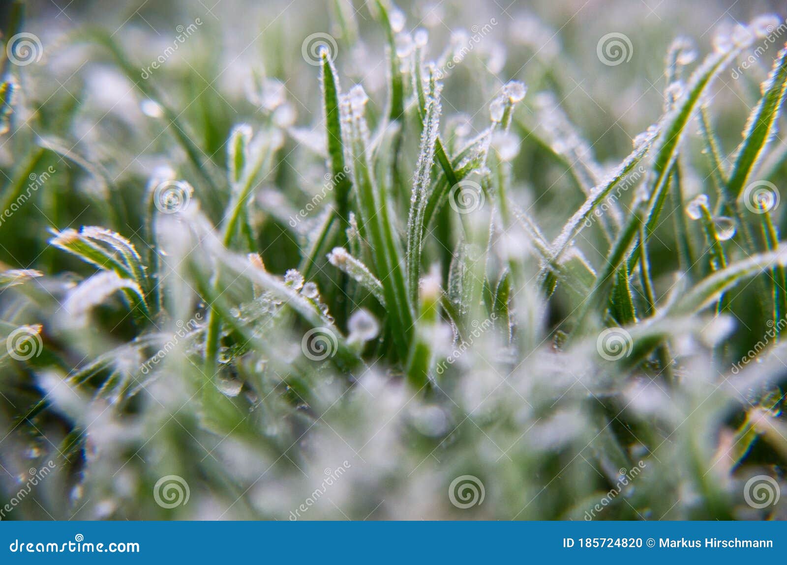 Icy lawn close up stock photo. Image of green, water - 185724820