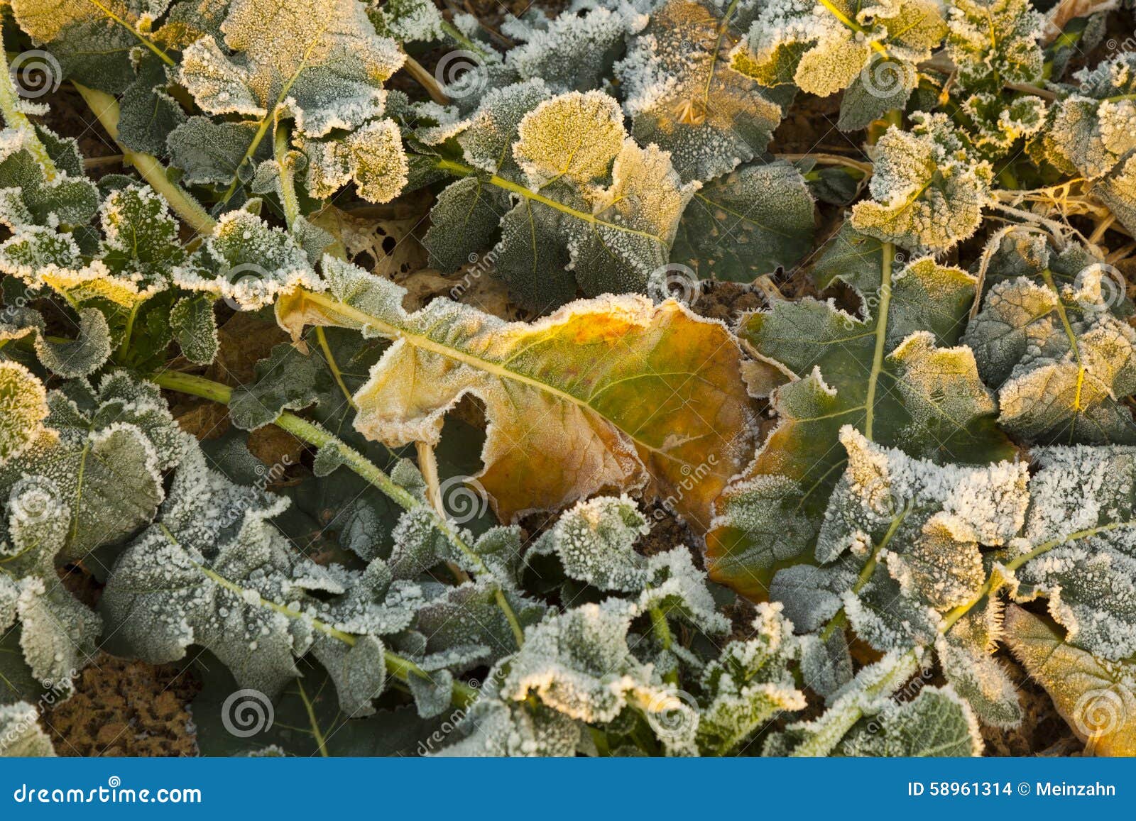 Icy Leaf of Plant in the Field Stock Photo - Image of autumn, mint ...