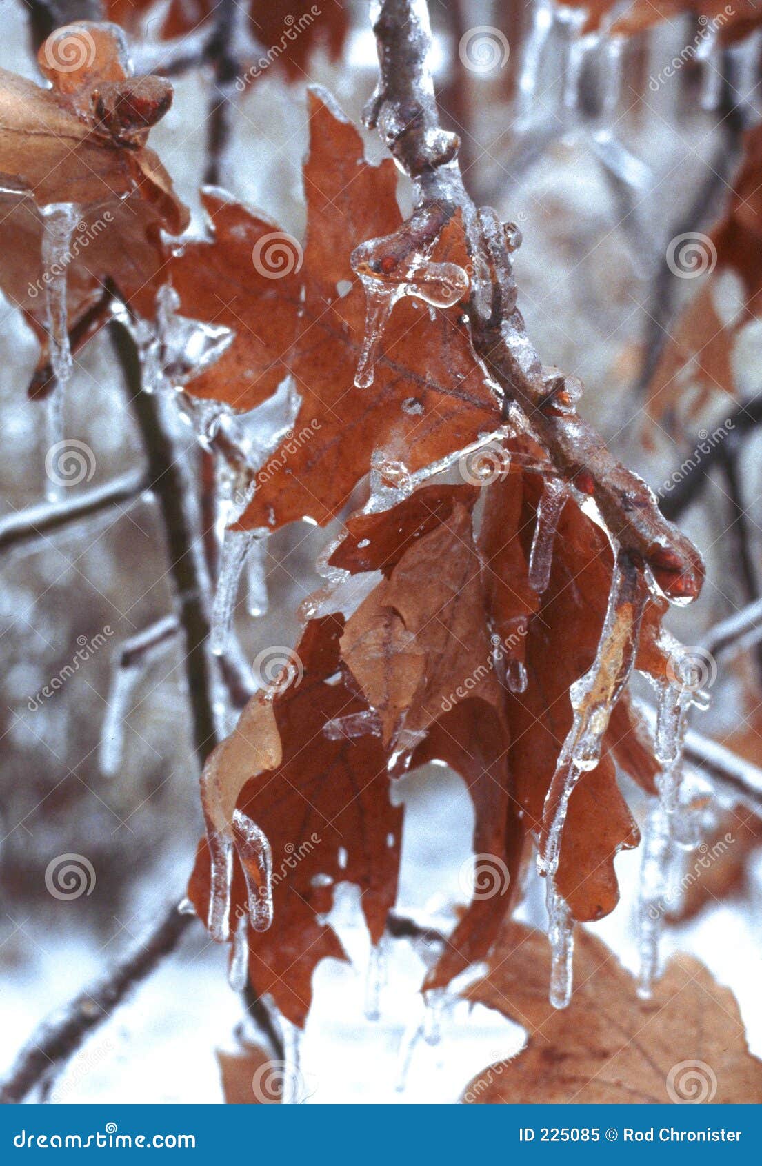 Icy Leaves stock image. Image of change, fall, left, transitions - 225085