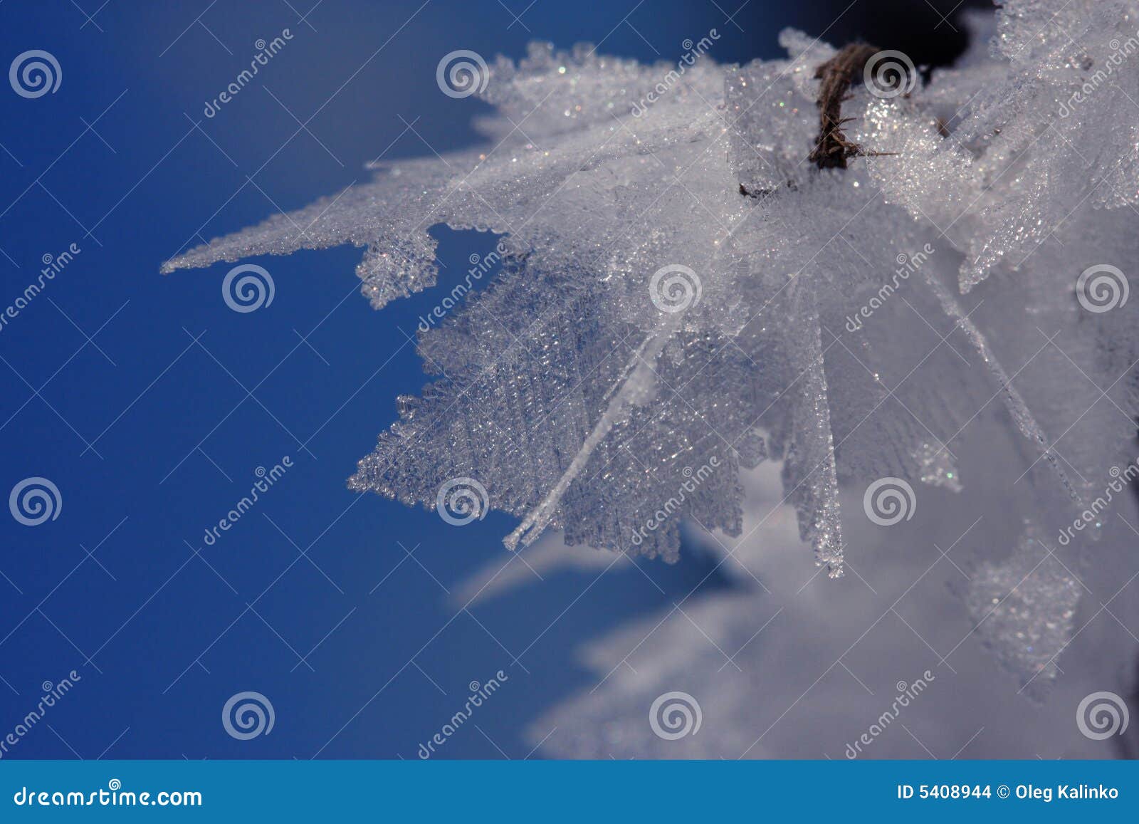 Icy Leaves Picture. Image: 5408944