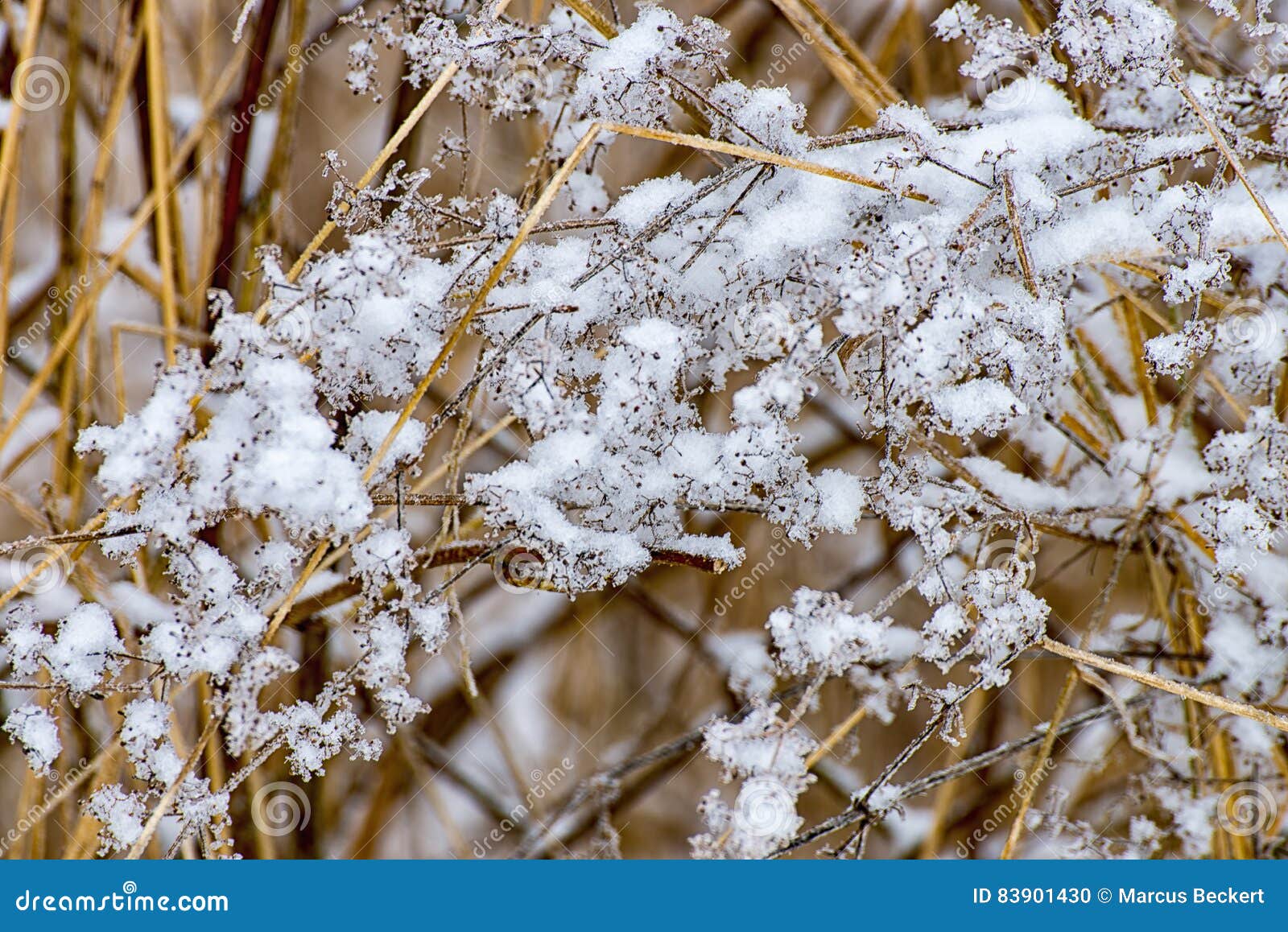 Icy meadow in the winter stock photo. Image of february - 83901430