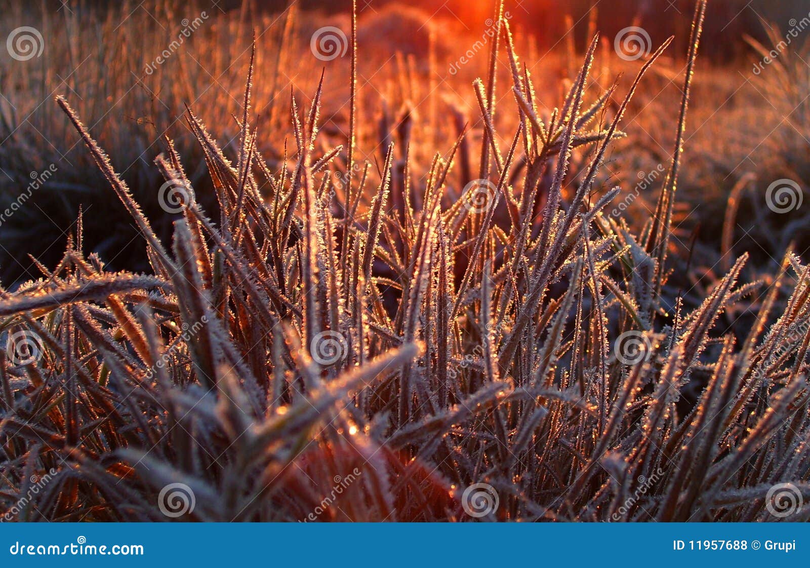 Icy morning stock photo. Image of sunrise, winter, grass - 11957688