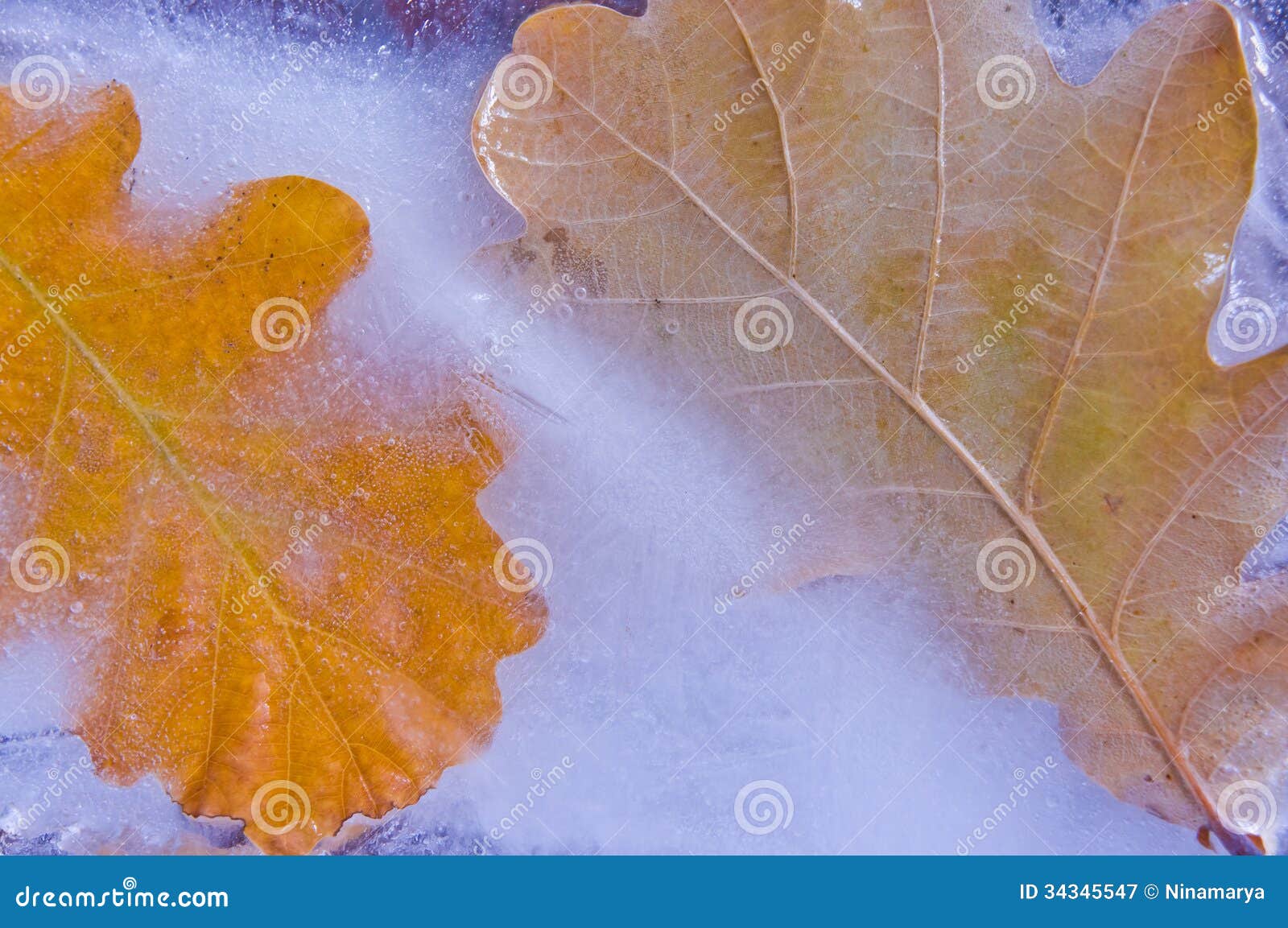 Icy oak leaves stock image. Image of december, blue, branch - 34345547