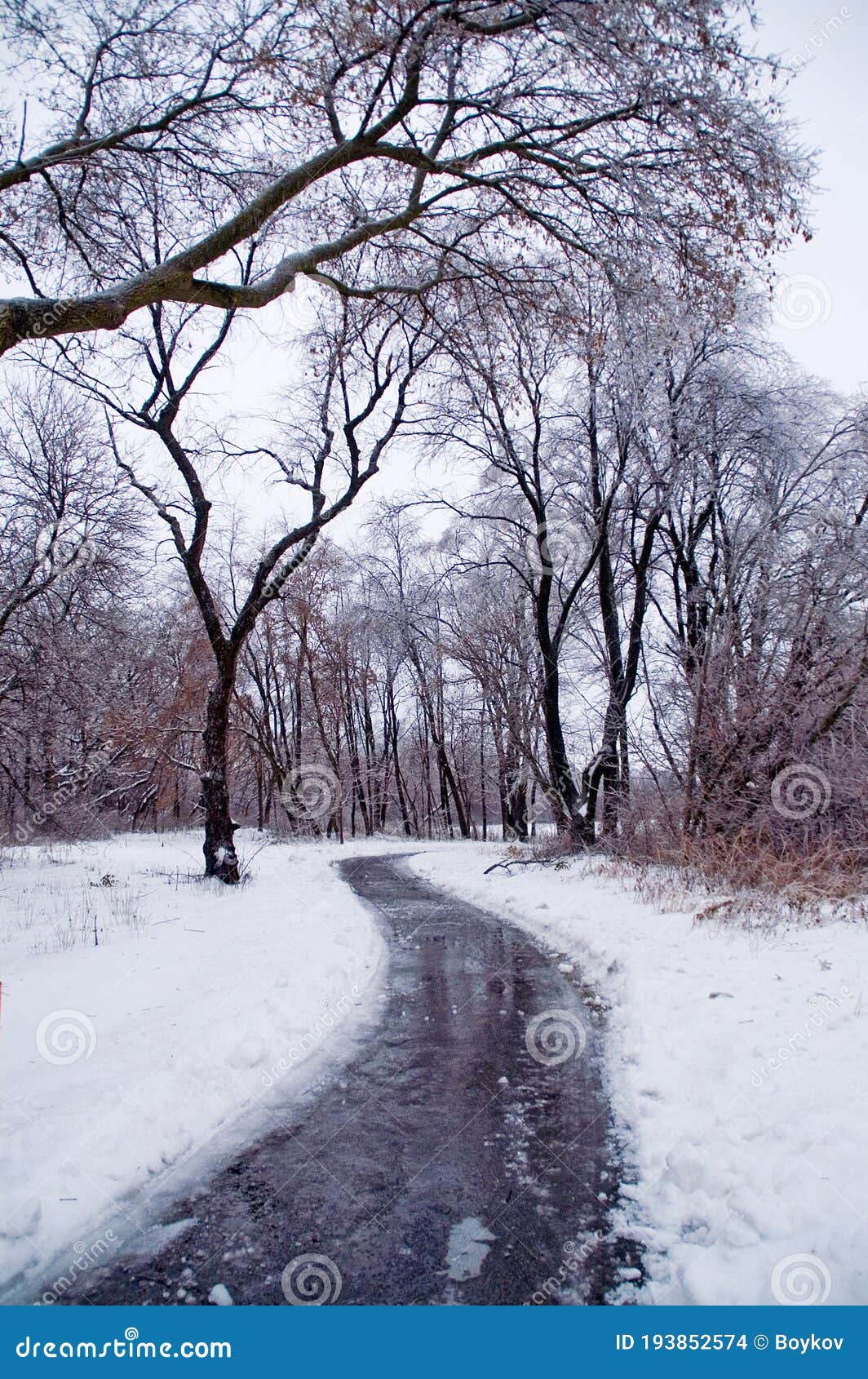 Icy path in the forest stock photo. Image of snow, white - 193852574