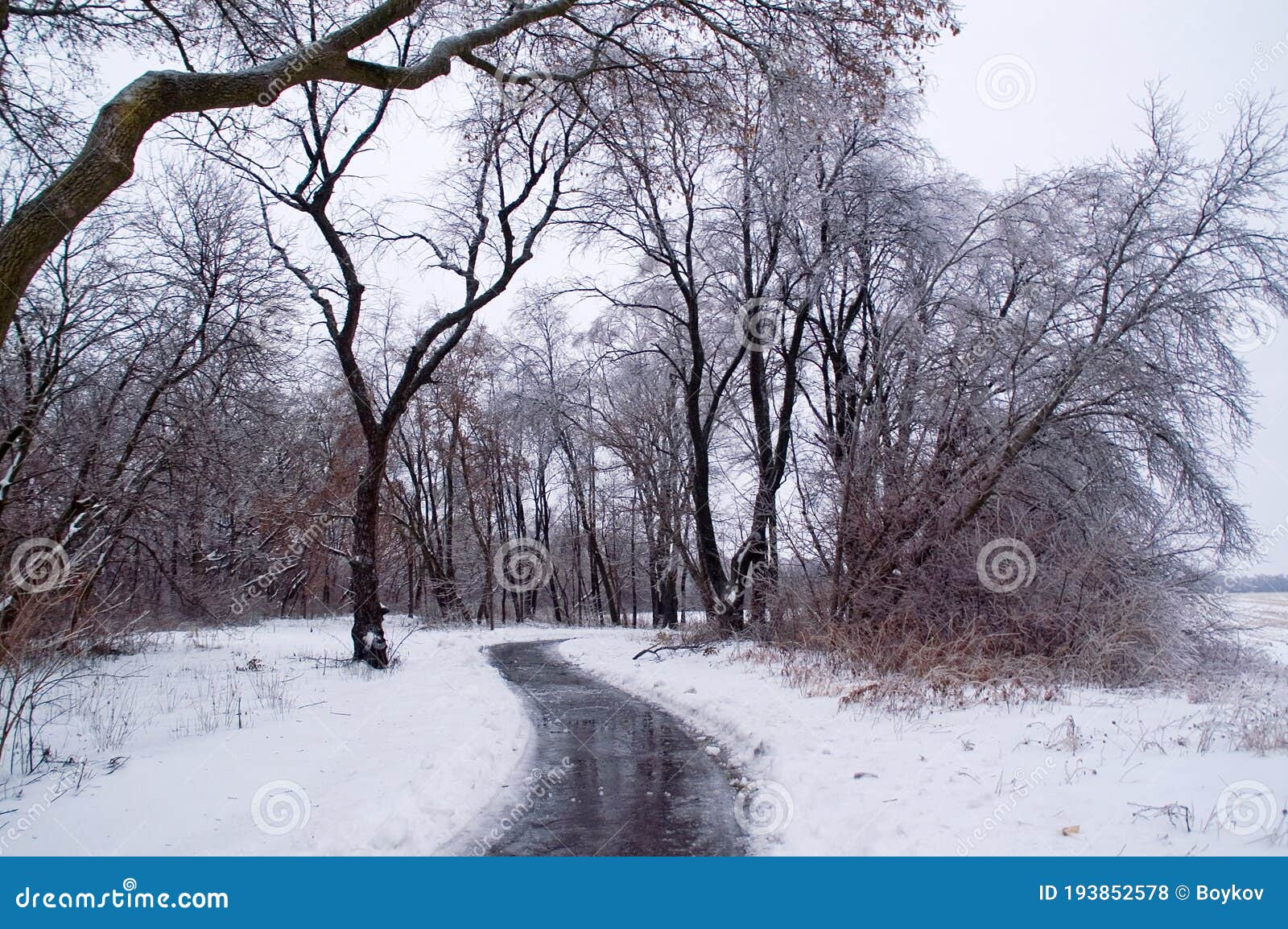 Icy path in the forest stock photo. Image of blizzard - 193852578