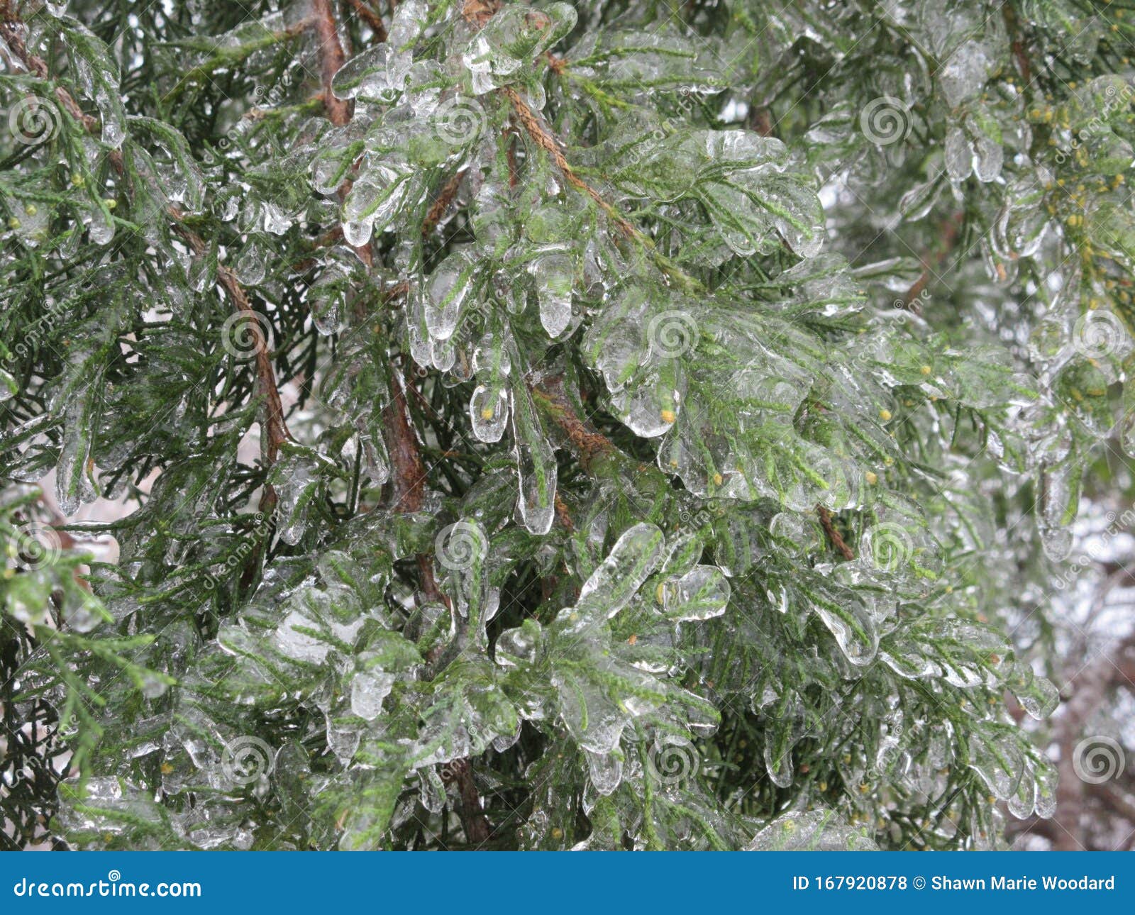 Icy Pine Boughs stock photo. Image of pine, farm, cold - 167920878