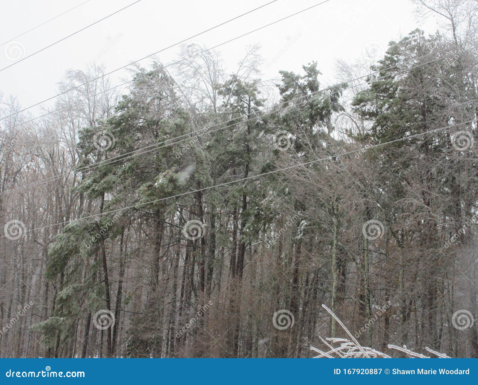 Icy Pine Boughs stock image. Image of freezing, farm - 167920887