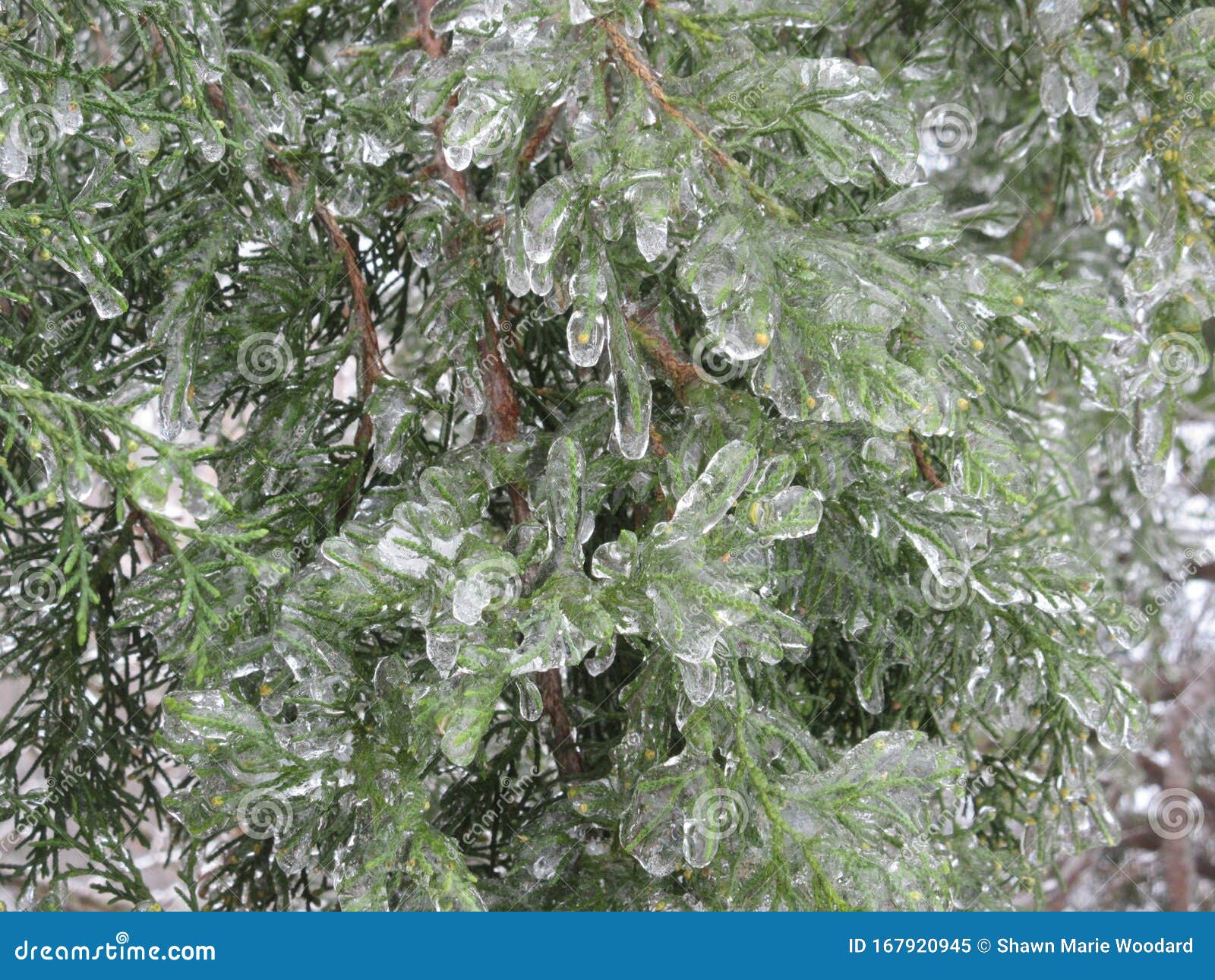 Icy Pine Boughs stock image. Image of boughs, metal - 167920945