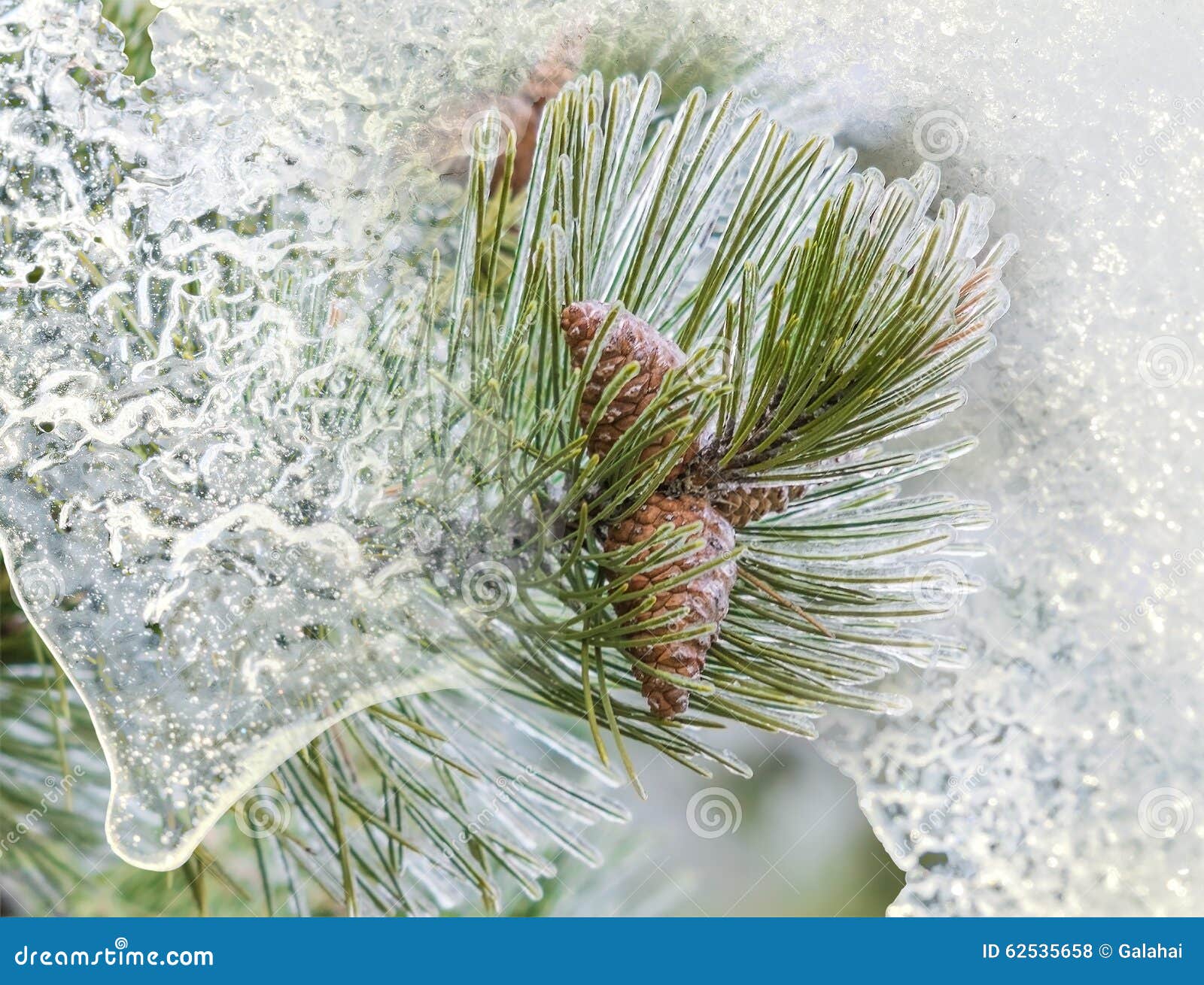 Icy Pine Branch through the Ice Stock Photo - Image of colorful, gray ...