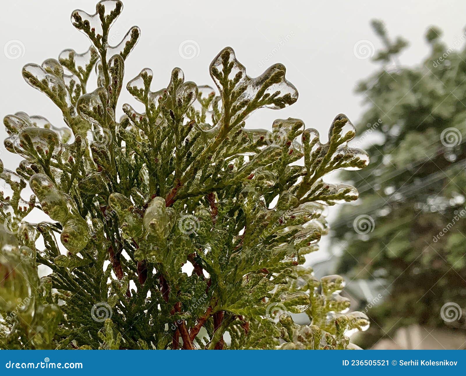 Icy Pine Branch. Pine Branch in Ice. Wet Forest, Trees Covered with Ice ...