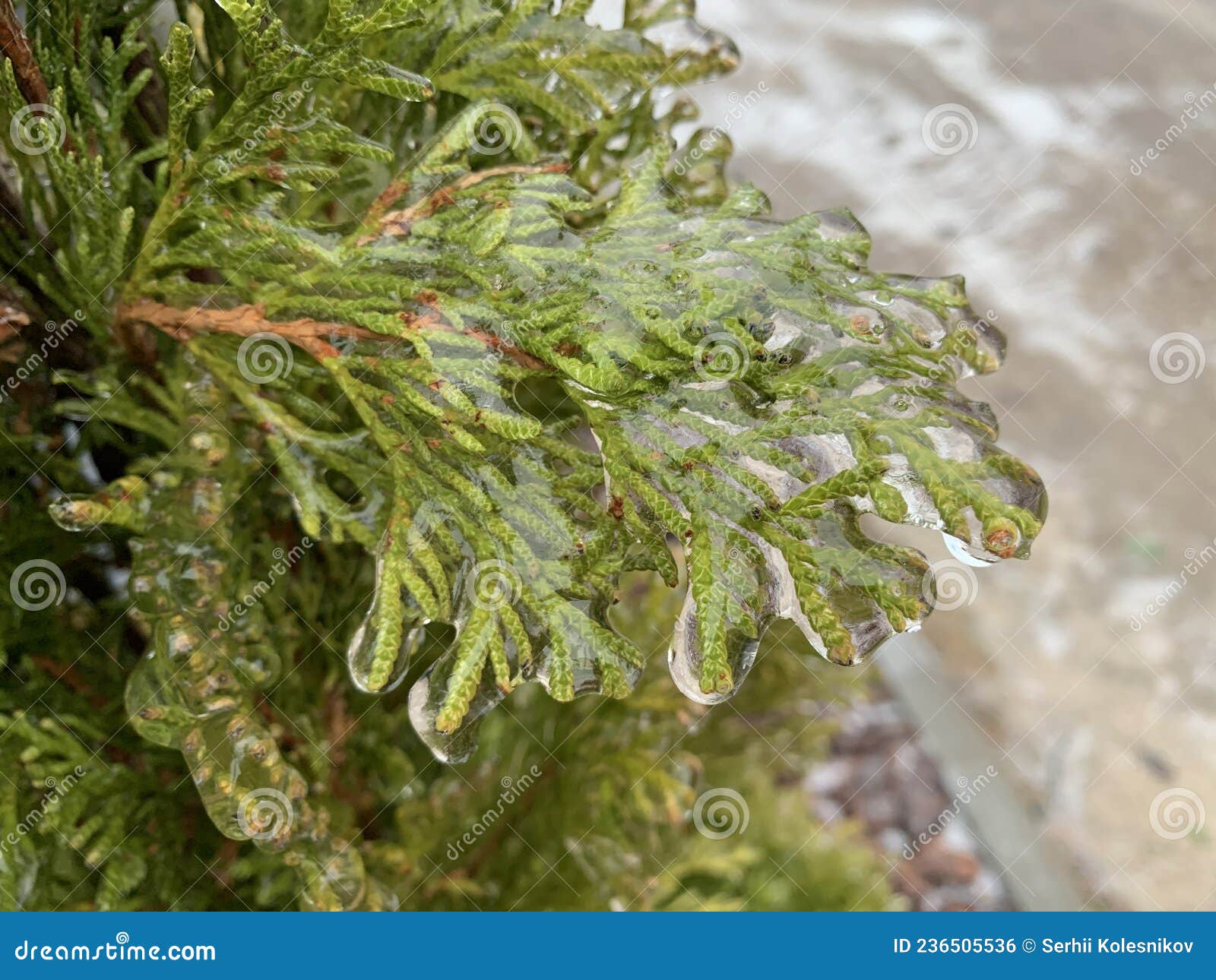 Icy Pine Branch. Pine Branch in Ice. Wet Forest, Trees Covered with Ice ...