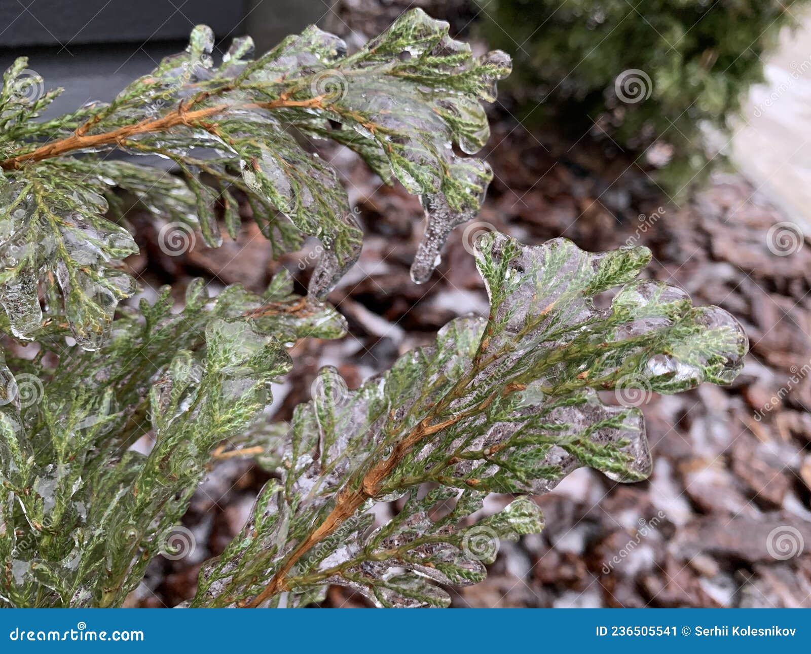 Icy Pine Branch. Pine Branch in Ice. Wet Forest, Trees Covered with Ice ...