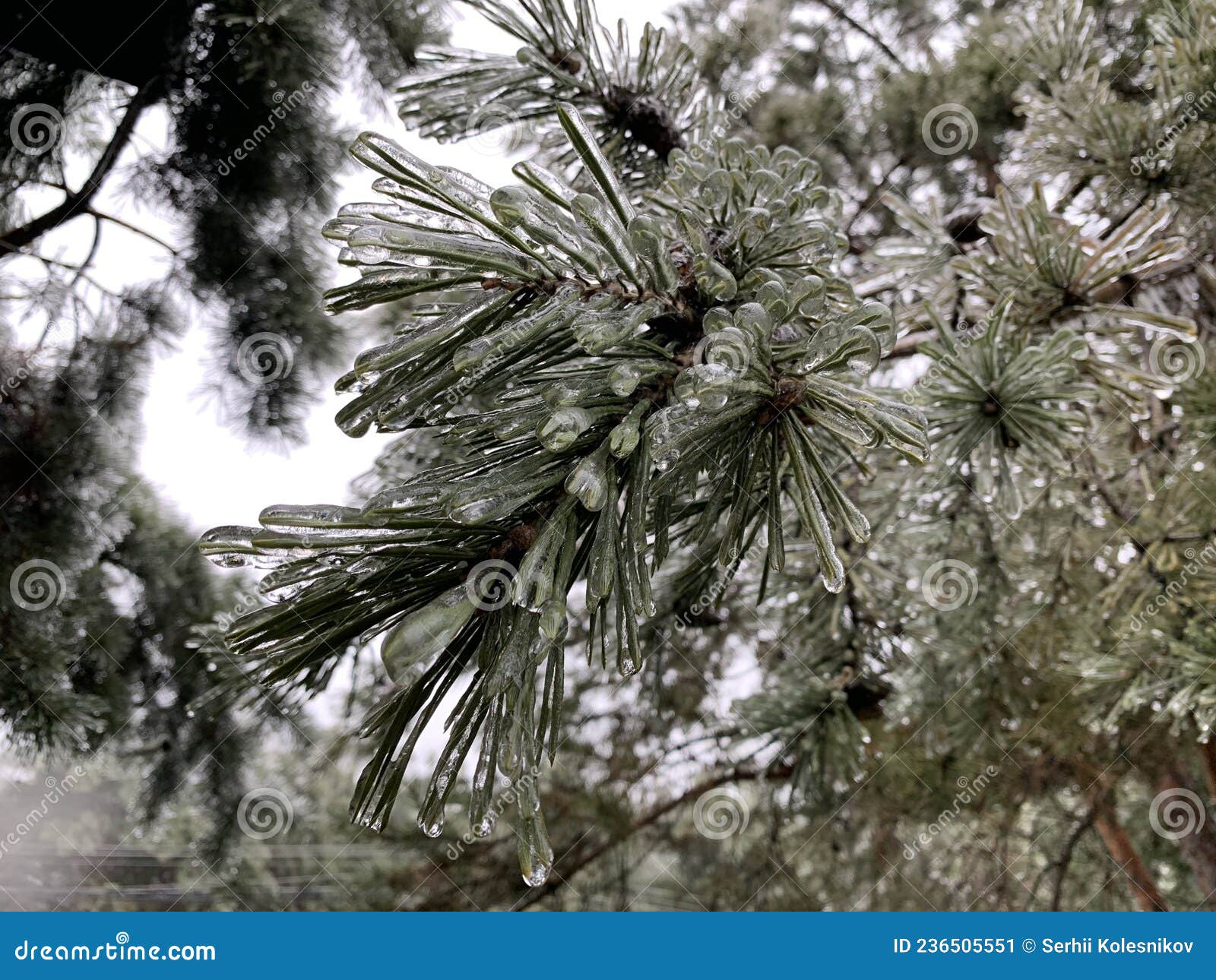 Icy Pine Branch. Pine Branch in Ice. Wet Forest, Trees Covered with Ice ...