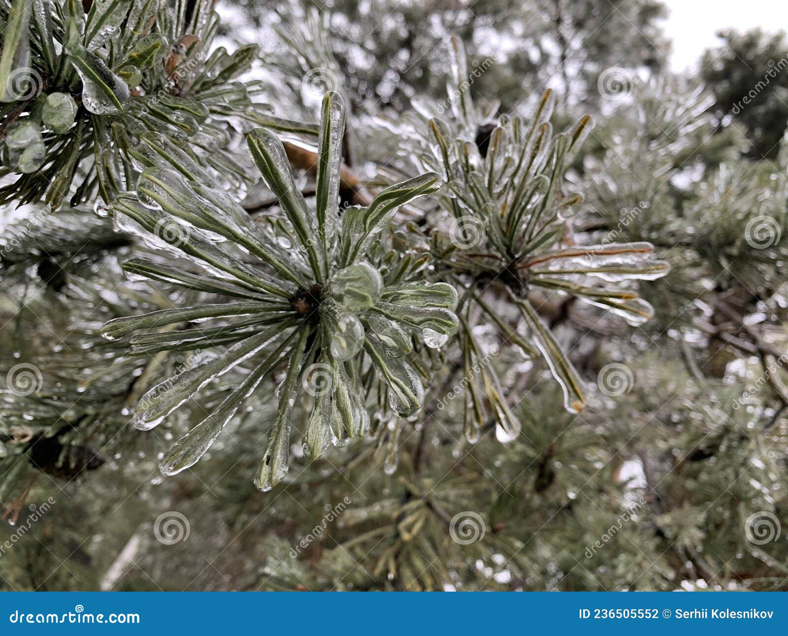 Icy Pine Branch. Pine Branch in Ice. Wet Forest, Trees Covered with Ice ...