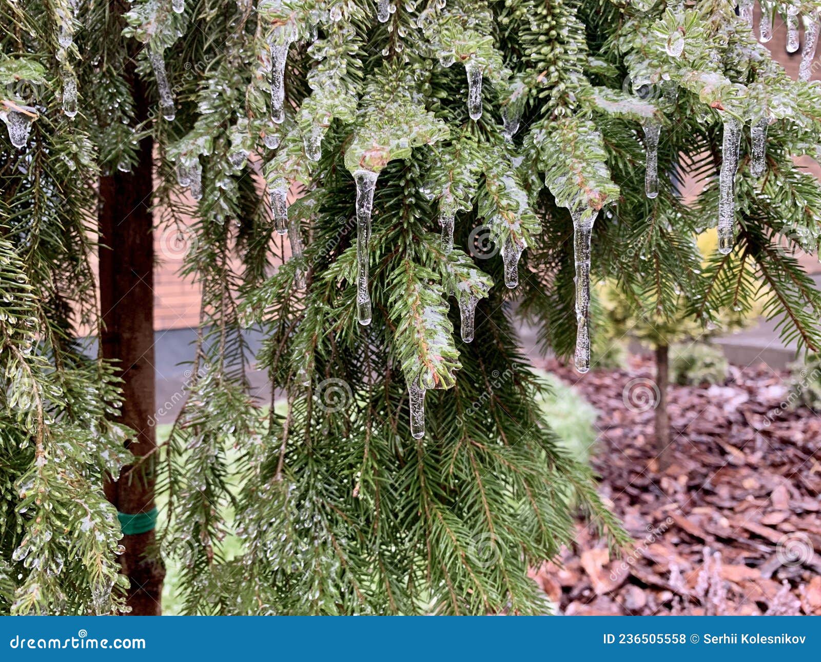 Icy Pine Branch. Pine Branch in Ice. Wet Forest, Trees Covered with Ice ...