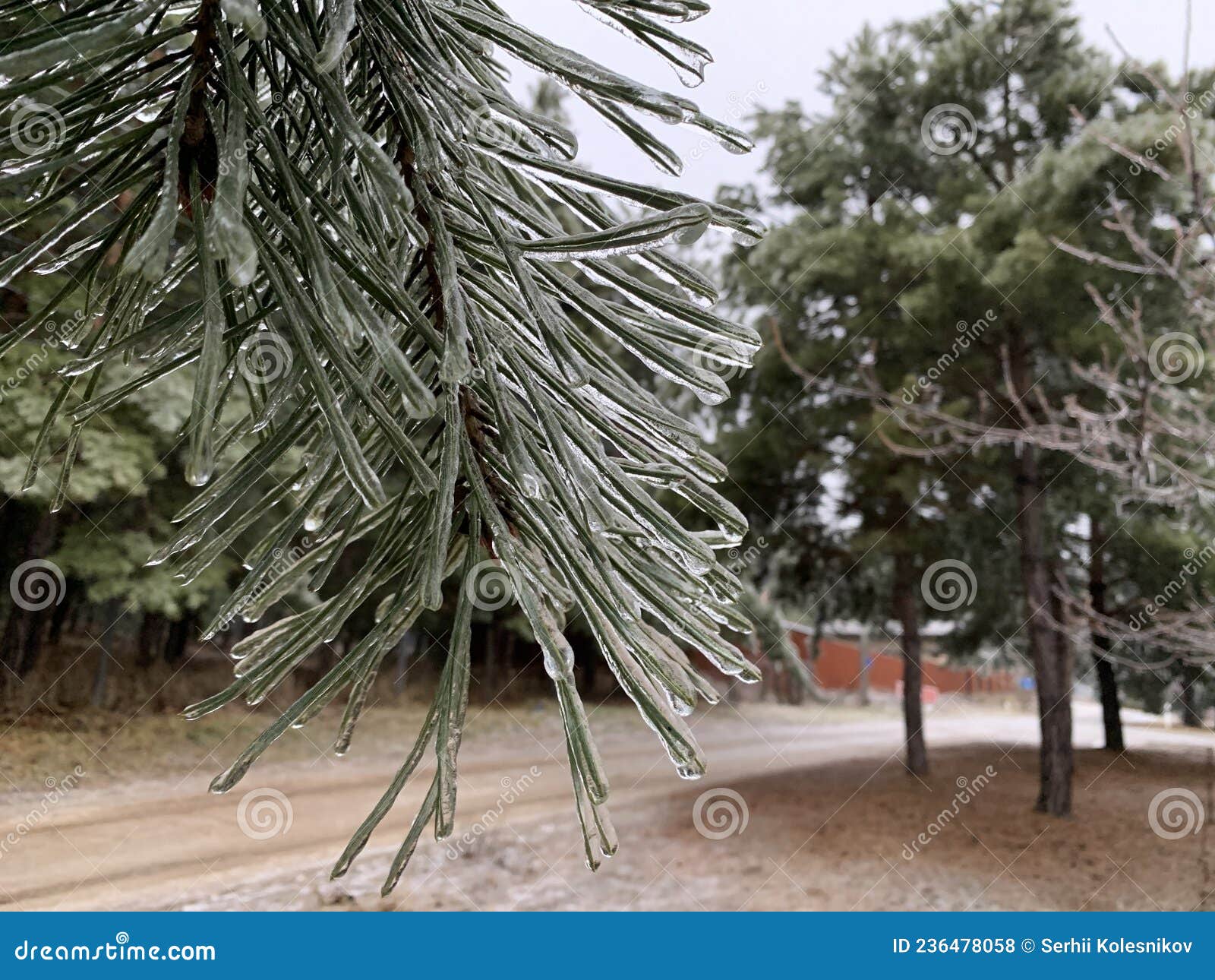 Icy Pine Branch. Wet Forest, Trees Covered with Ice. Pine Branch in Ice ...