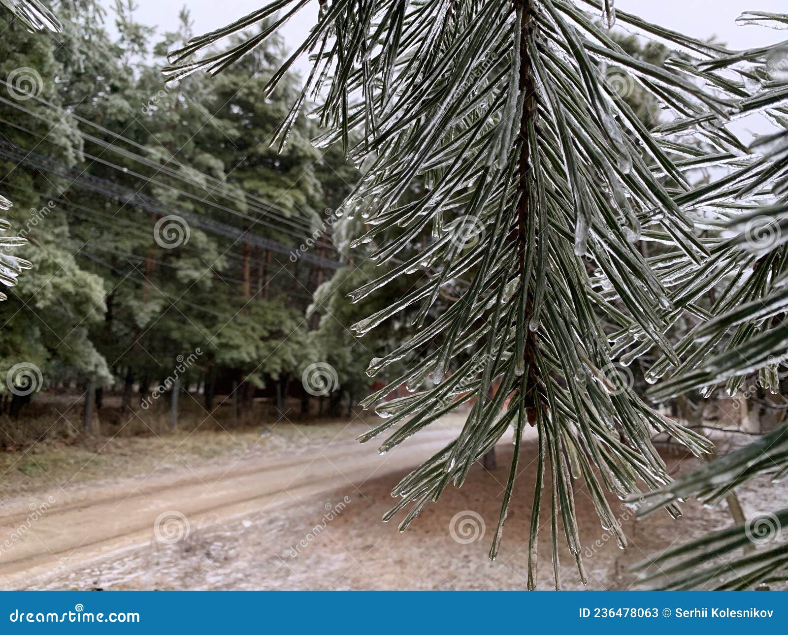 Icy Pine Branch. Wet Forest, Trees Covered with Ice. Pine Branch in Ice ...