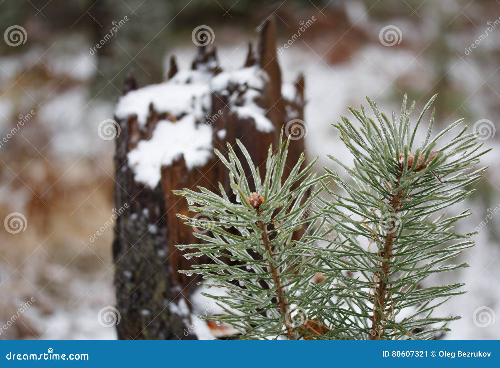 Icy pine branch in winter. stock image. Image of crystal - 80607321
