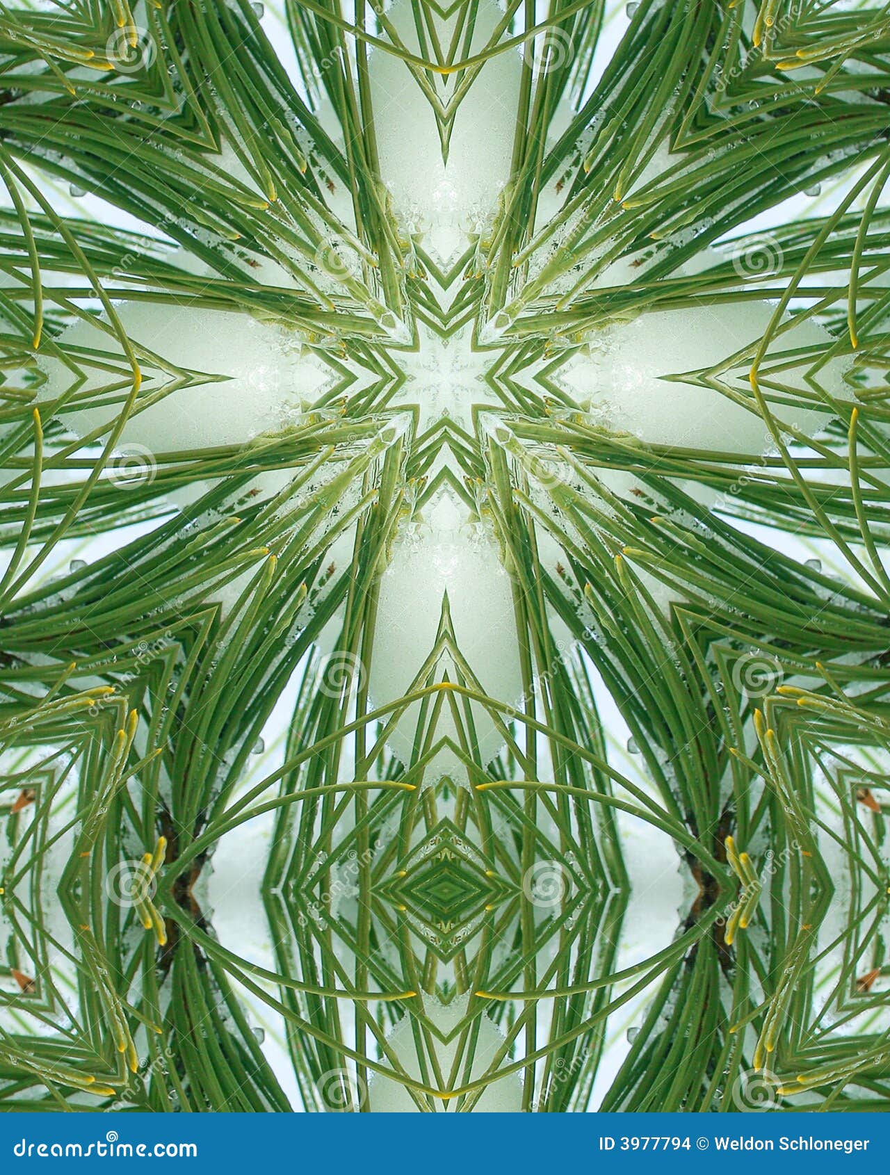 Icy pine needle cross 6 stock photo. Image of symbol, crystal - 3977794
