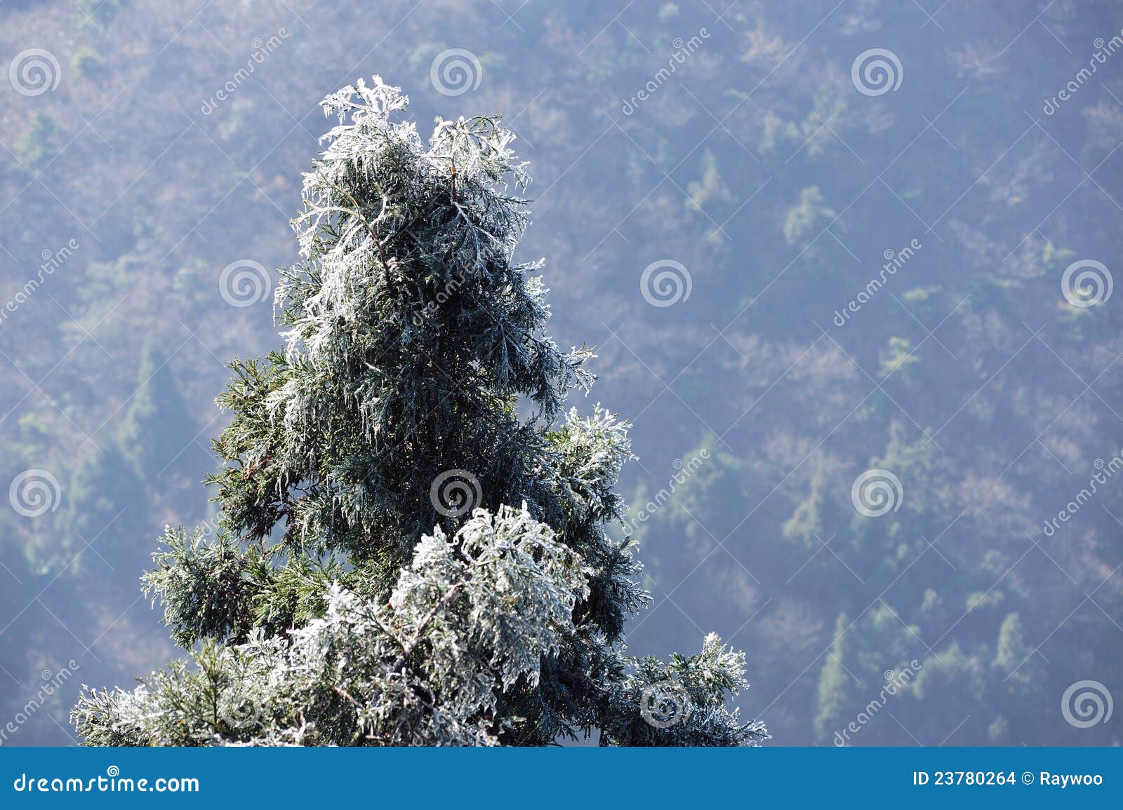 Icy pine tree branch stock photo. Image of frost, crystal - 23780264