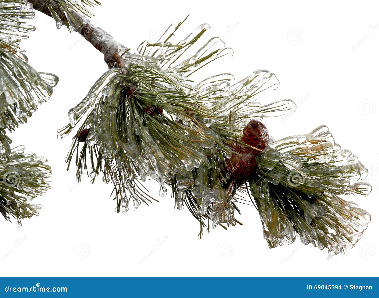 Icy Pine stock photo. Image of nature, crystals, brilliance - 69045394