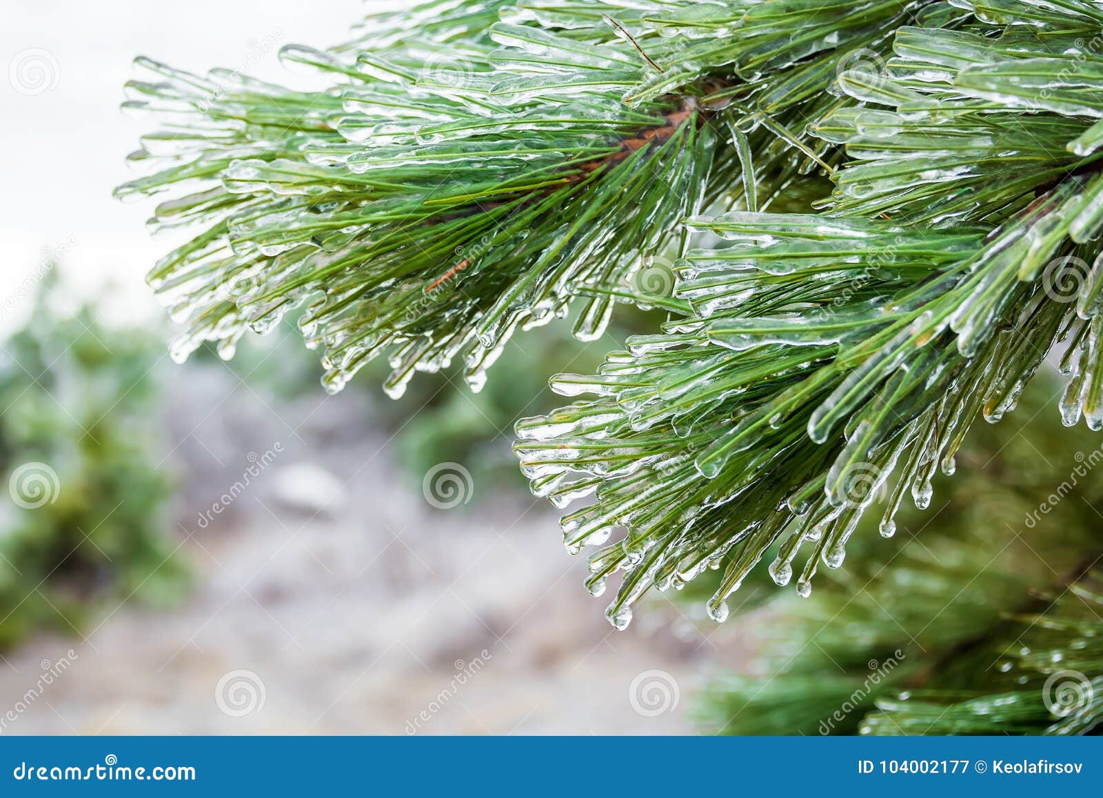 Icy Pine Tree and Cone in Winter, Covered with Ice. Stock Image - Image ...