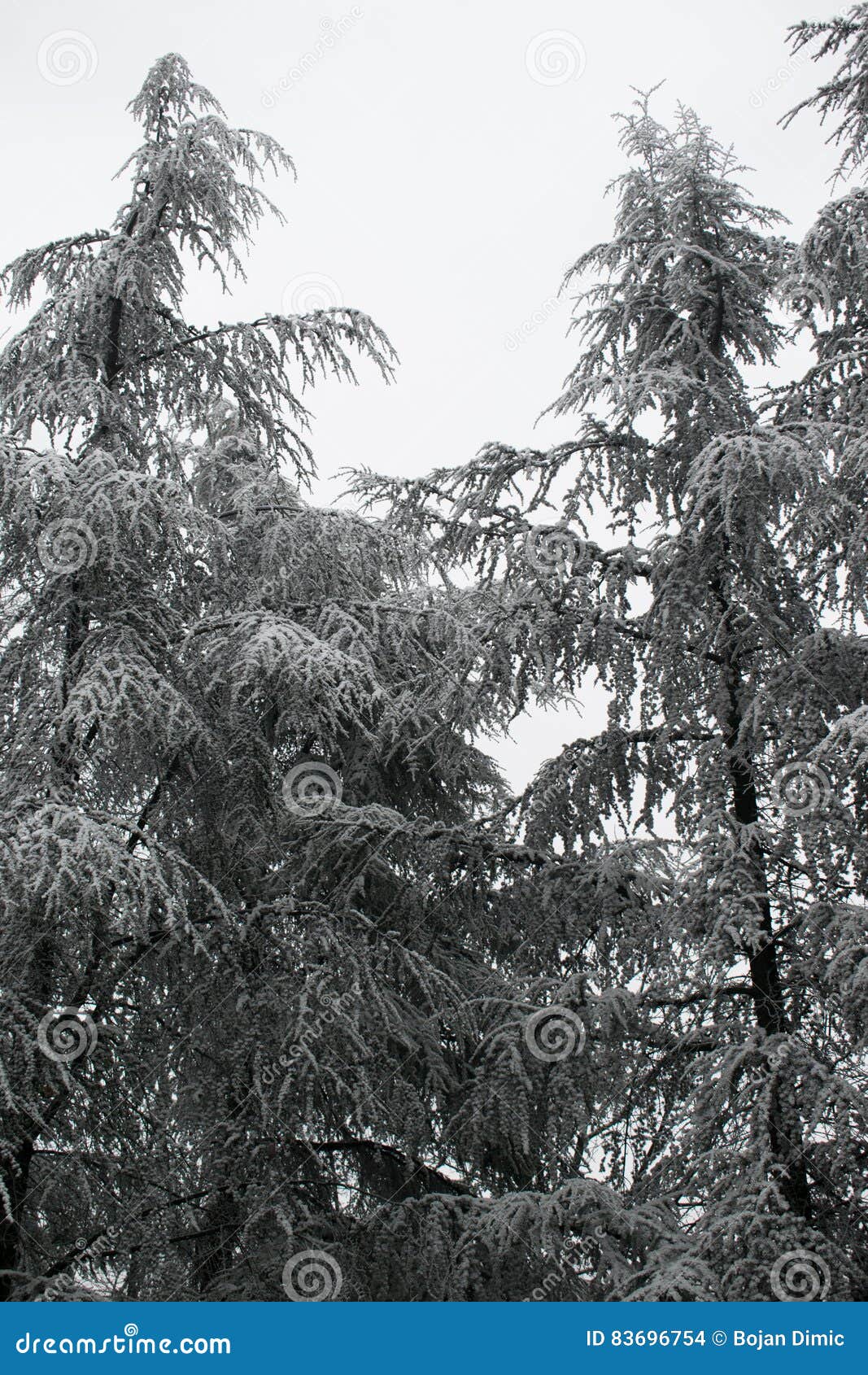 Icy pine trees in the park stock photo. Image of range - 83696754