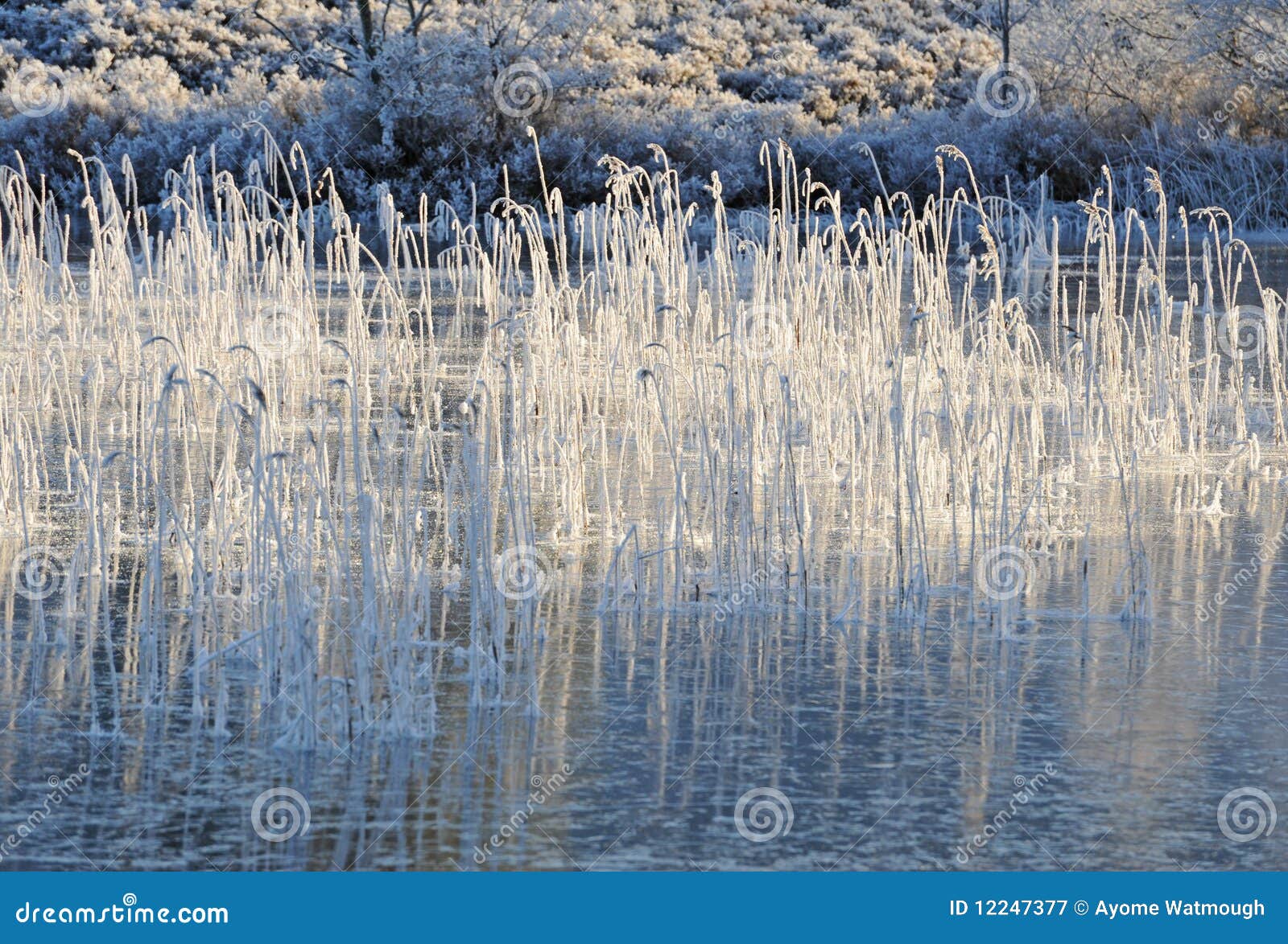 Icy pond and reed bed. stock image. Image of scottish - 12247377